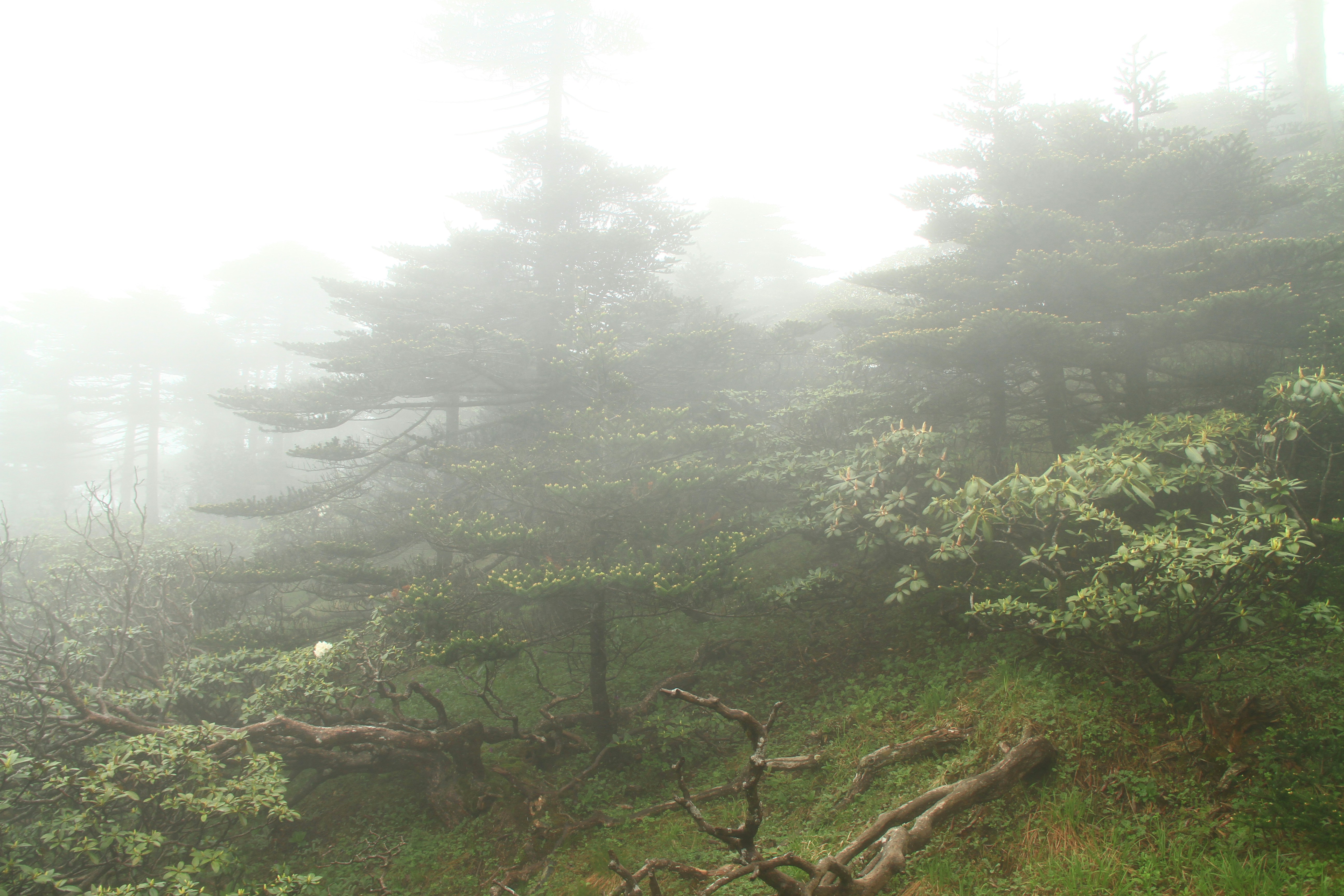 Mist-Shrouded Evergreen Glade