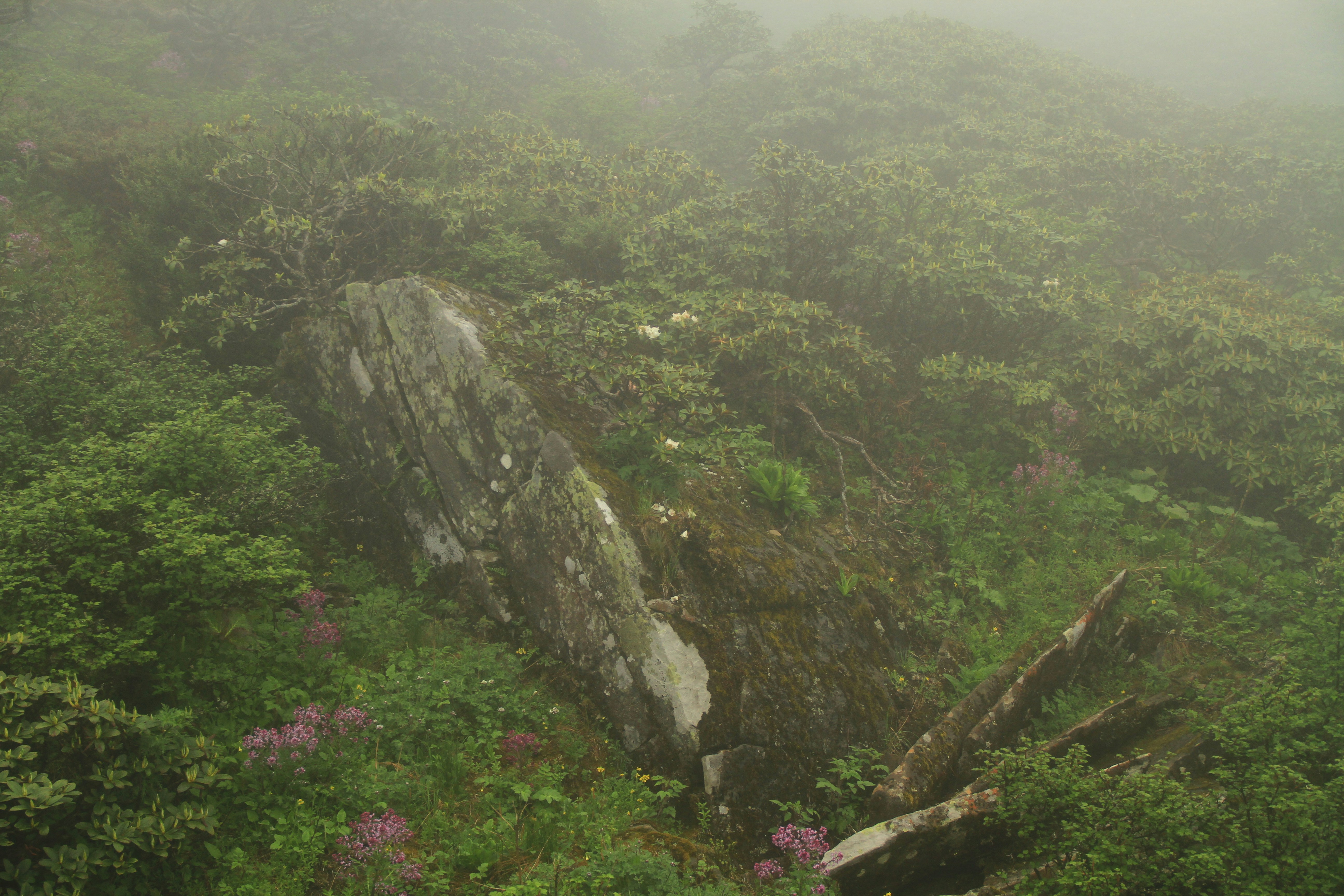 Misty Ridge: Moss, Rock, and Blossoms in Quiet Fog