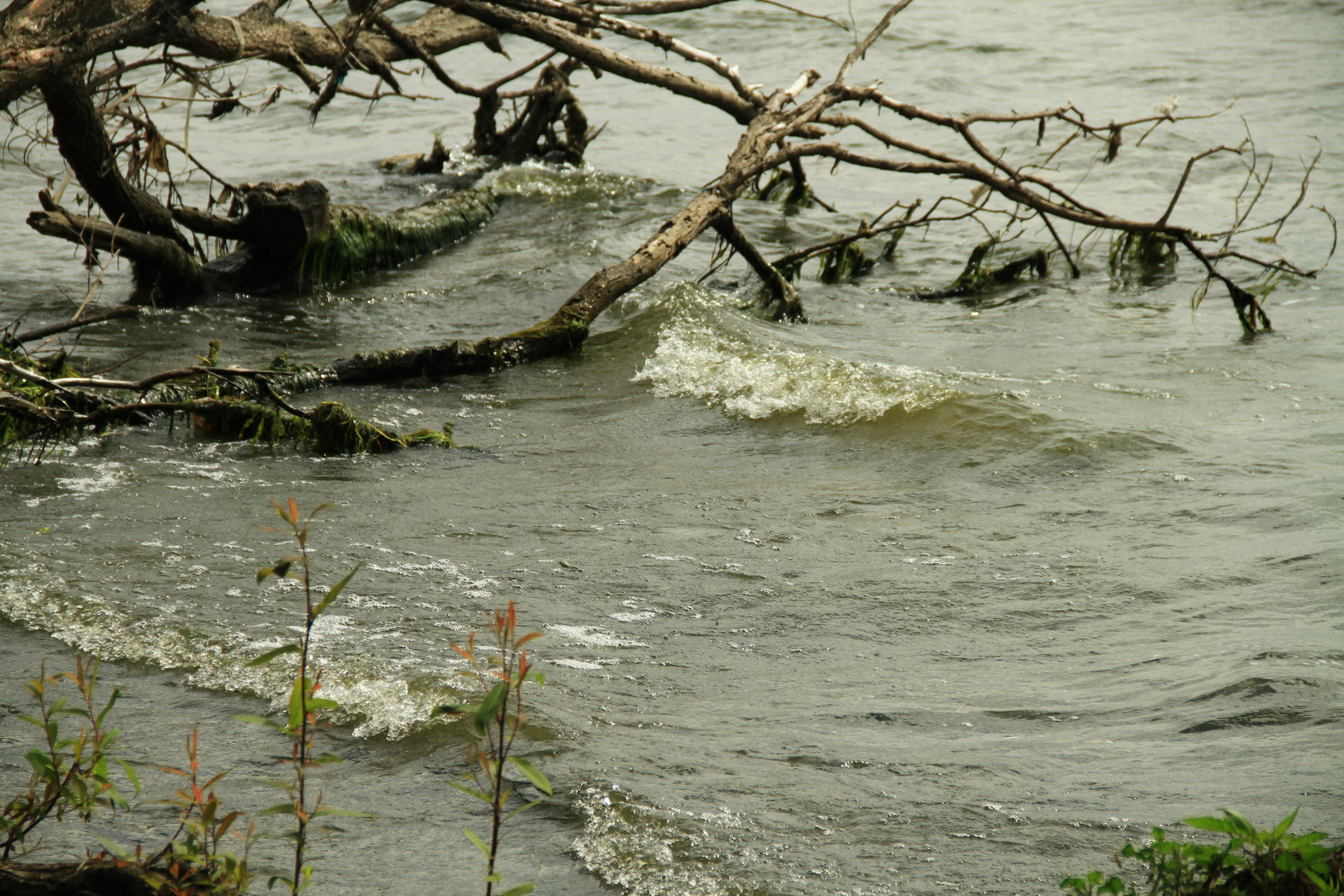 Tangled Driftwood at the Waterline