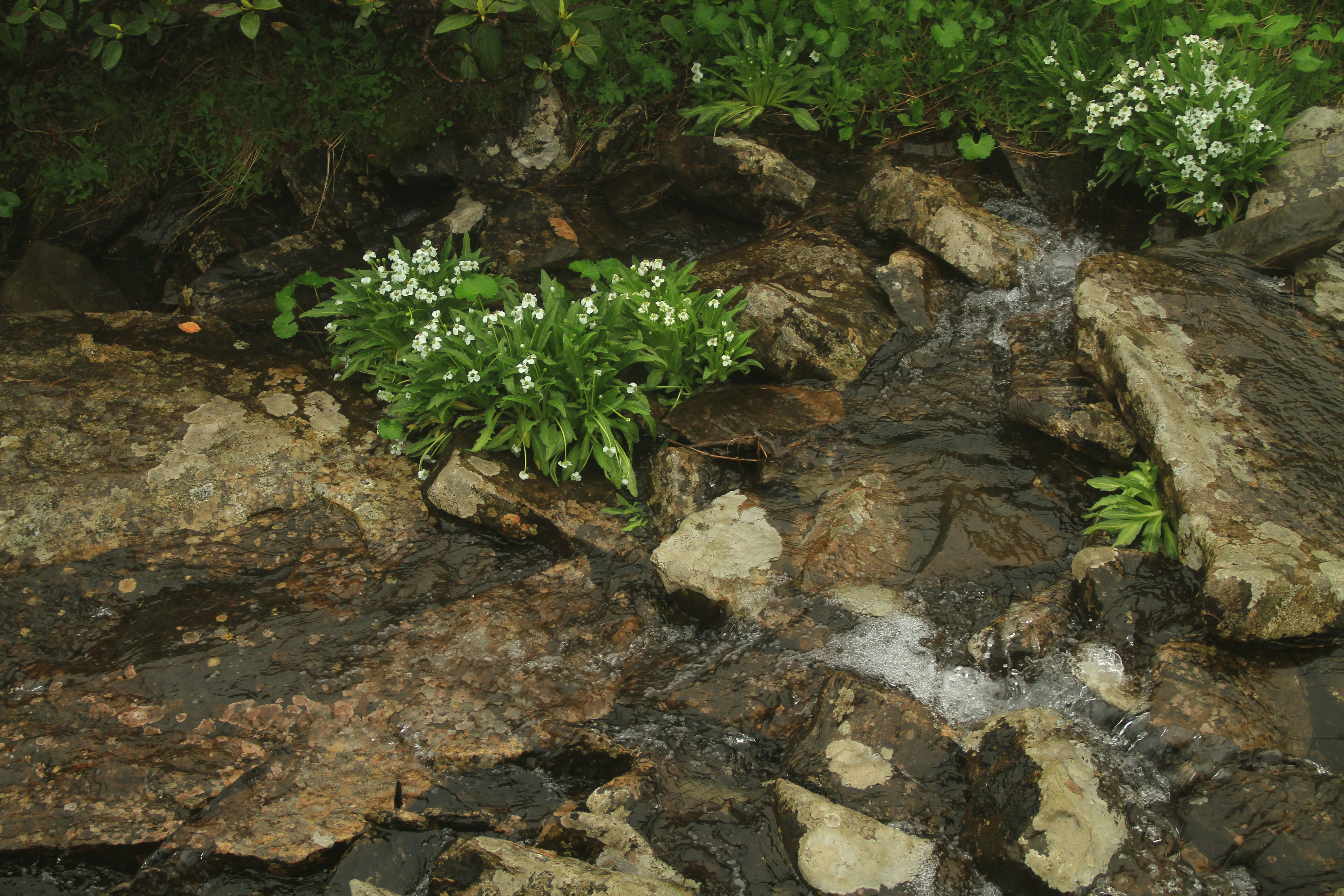 Rugged Rockscape with Fresh Alpine Flora