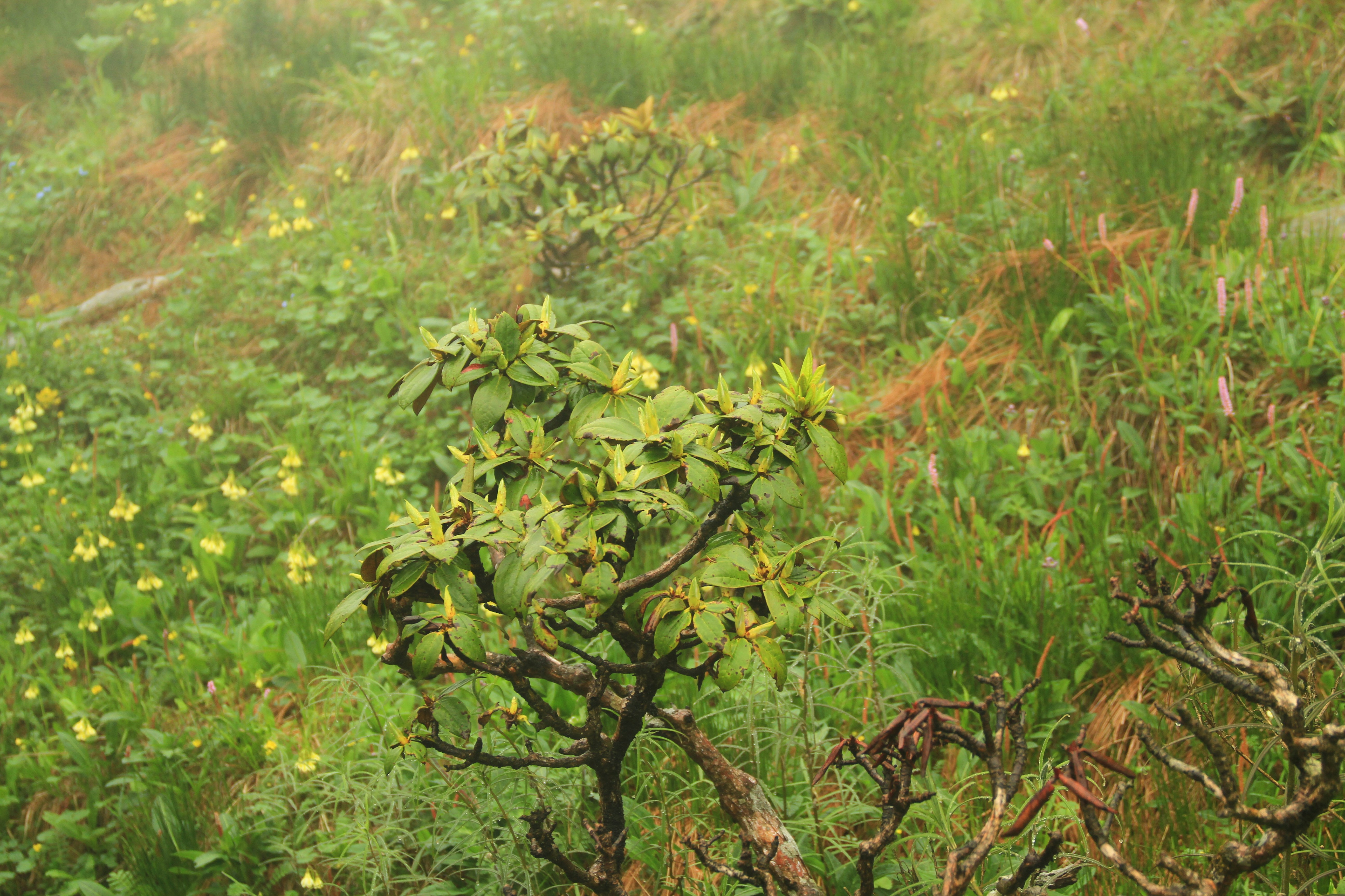 Sunlit Shoots: A Gnarled Citrus-like Foliage Among Meadow Greens