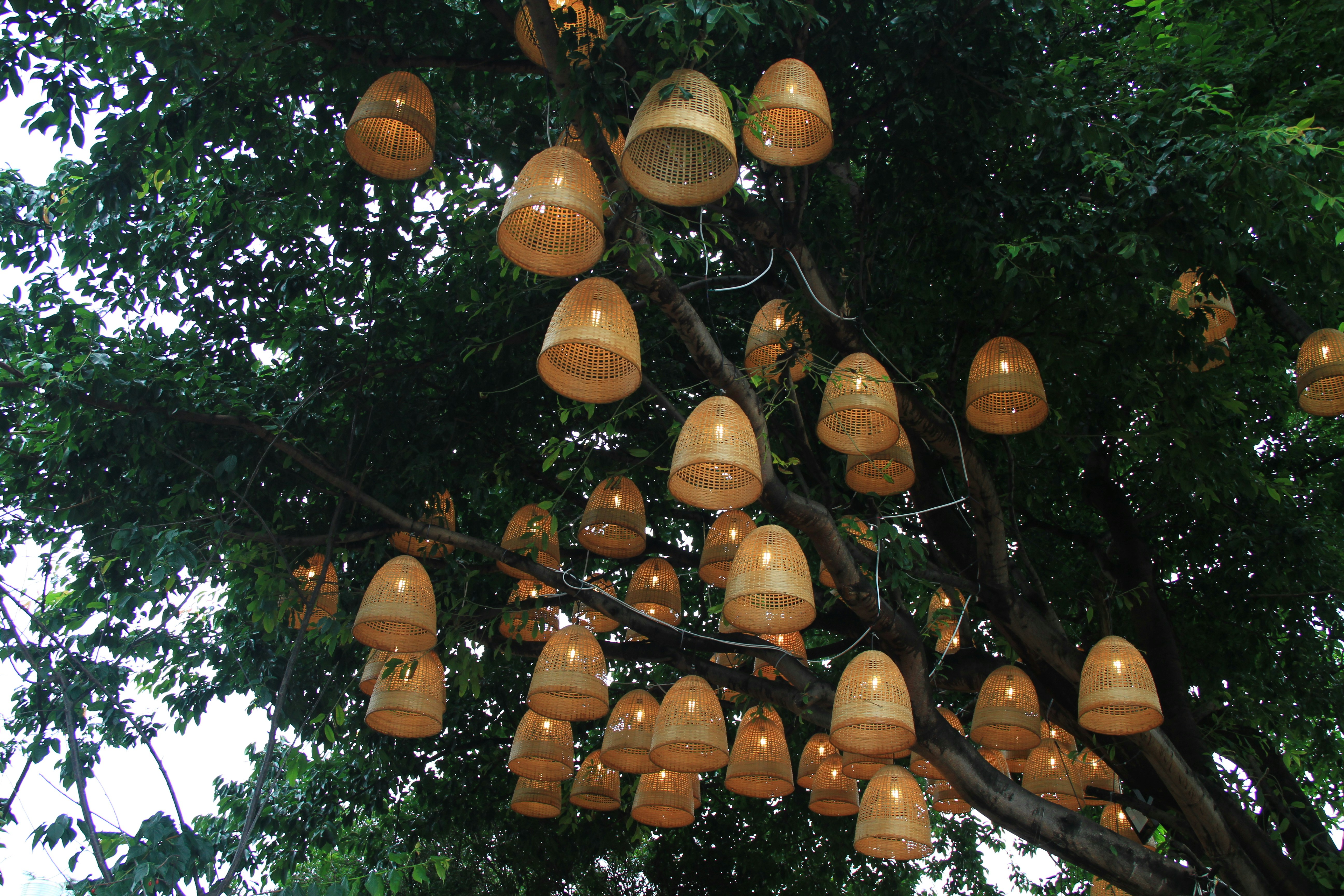 Lanterns in the Canopy: a Warm Harvest of Light