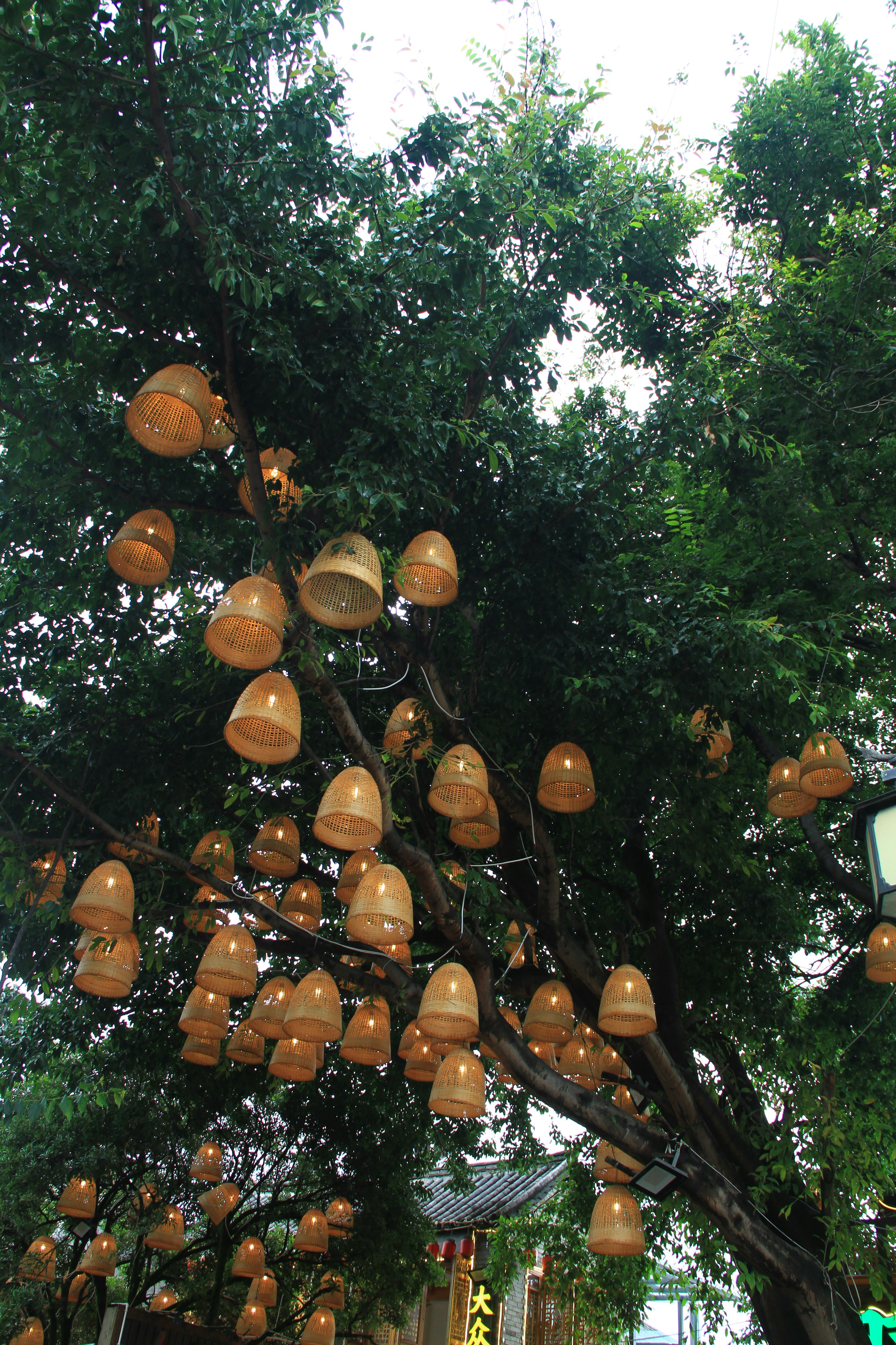 Lanterns in the Canopy: A Dusk of Hanging Lights