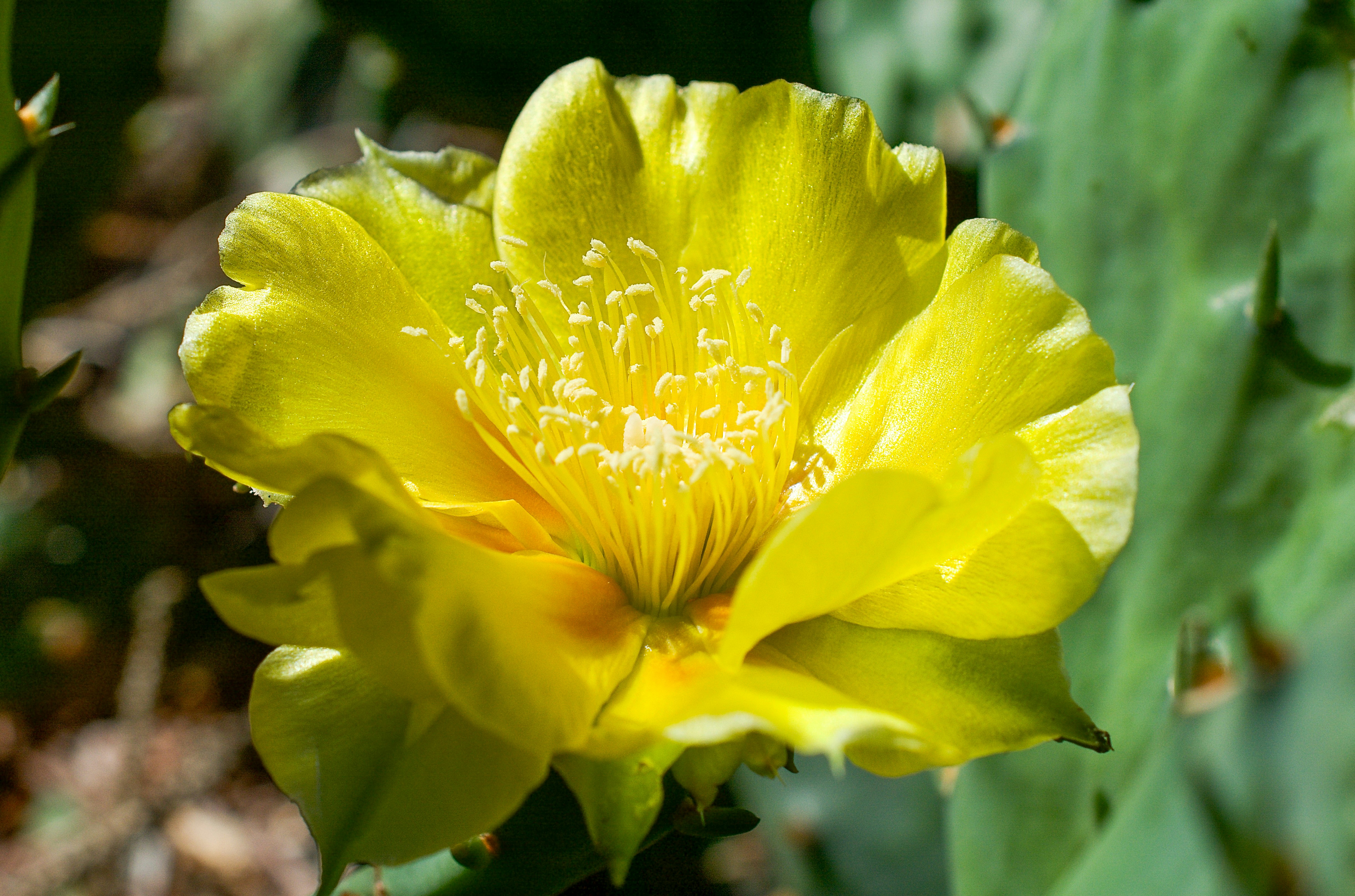 Golden Center: A Sunlit Poppy-like Bloom Reaching Toward the Light