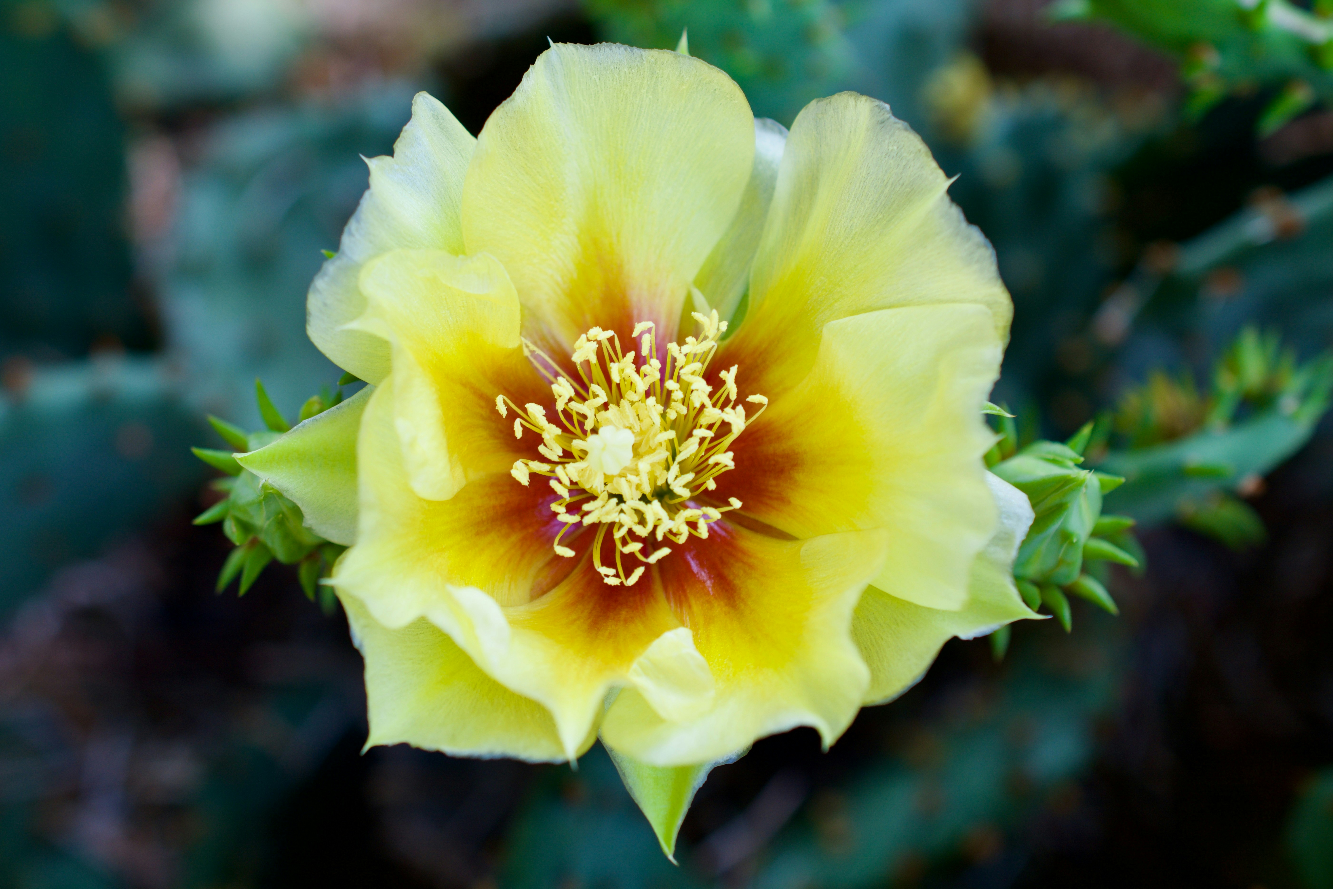 Sunlit Yellow Bloom: Central Stamen Detail in Soft Background