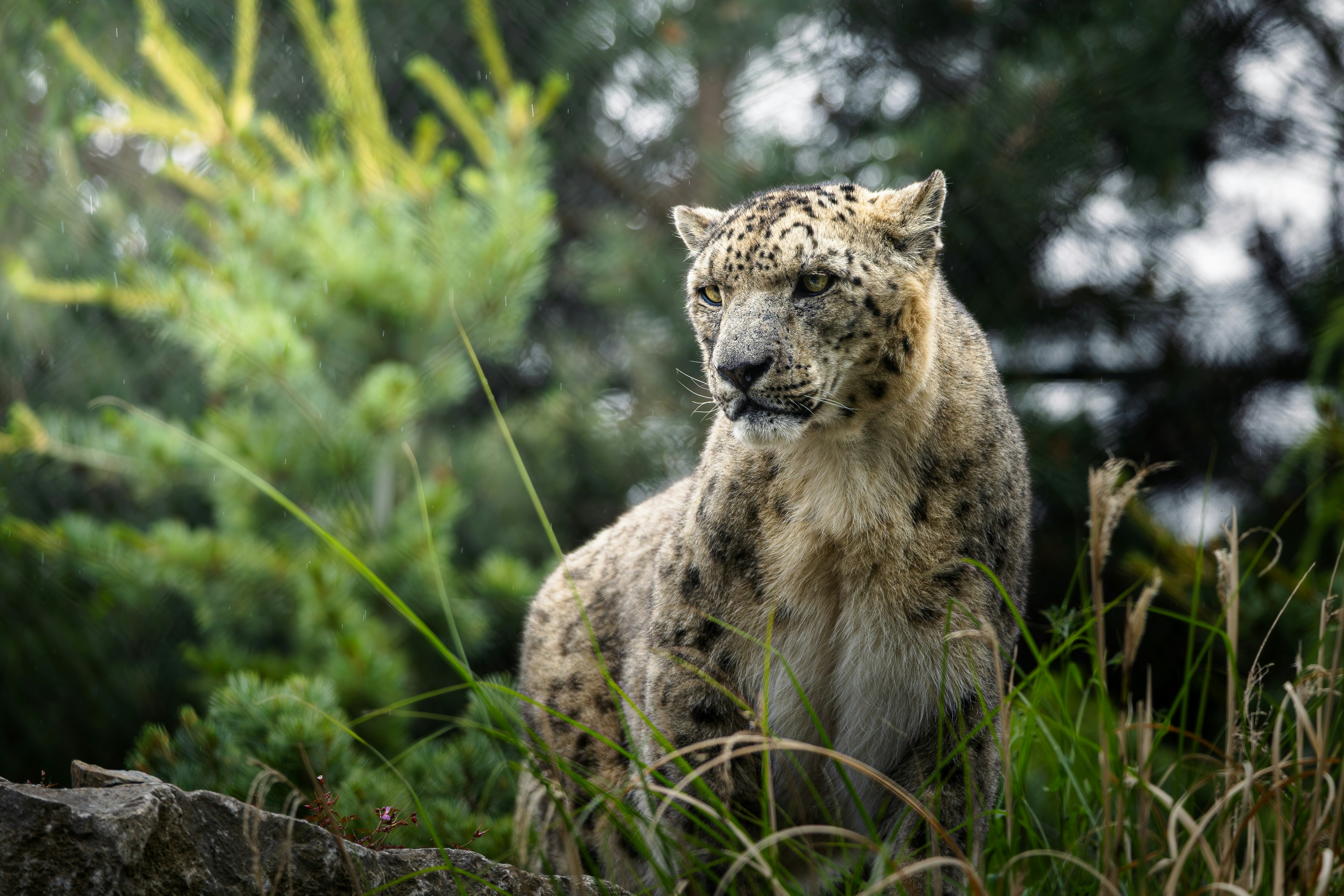 Hidden Majesty: Leopard Amid Marsh and Grass