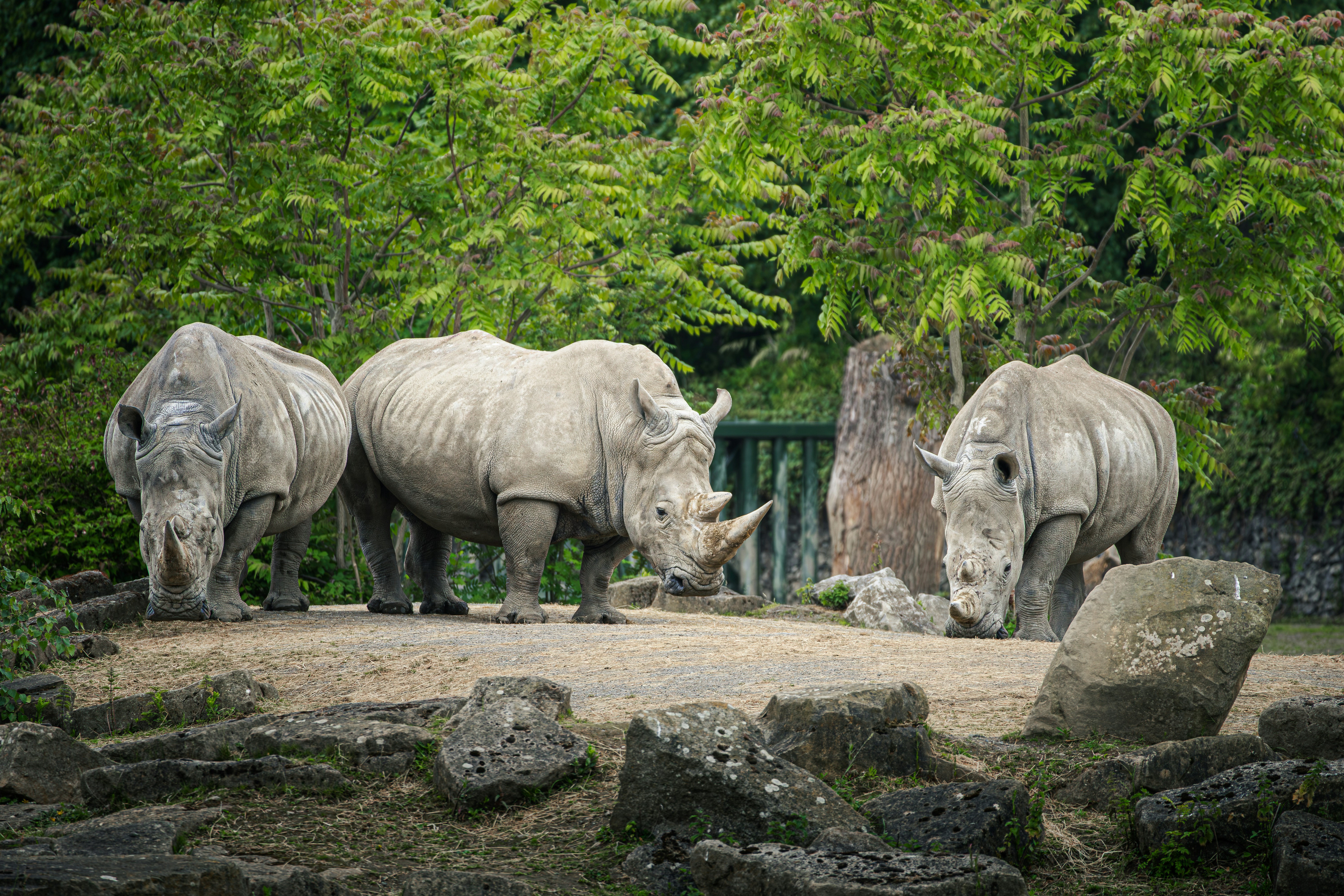 Three Rhinos at Rest Among Dappled Green