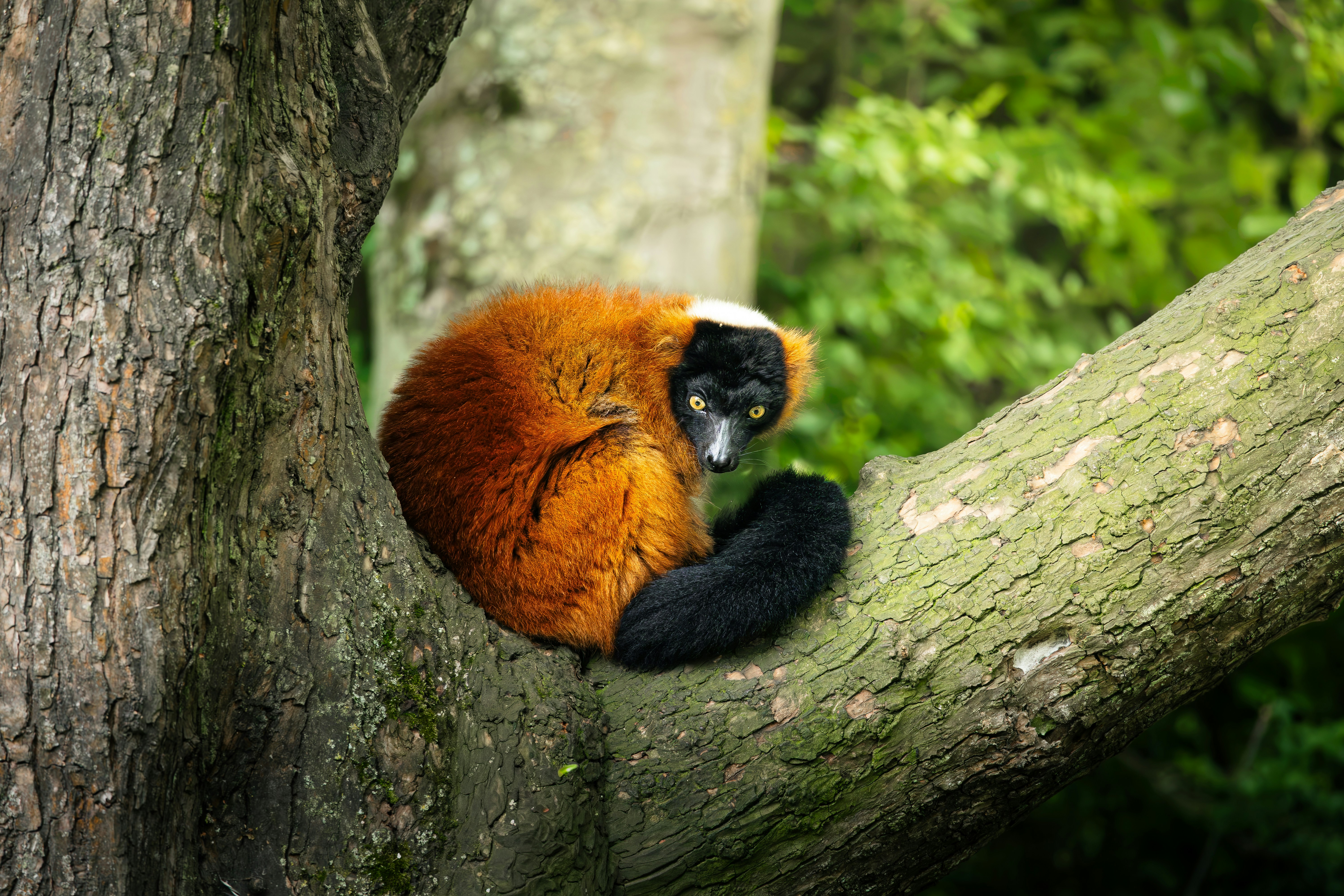 Sunset of the Tail: A Golden Monkey Nestled in a Branch