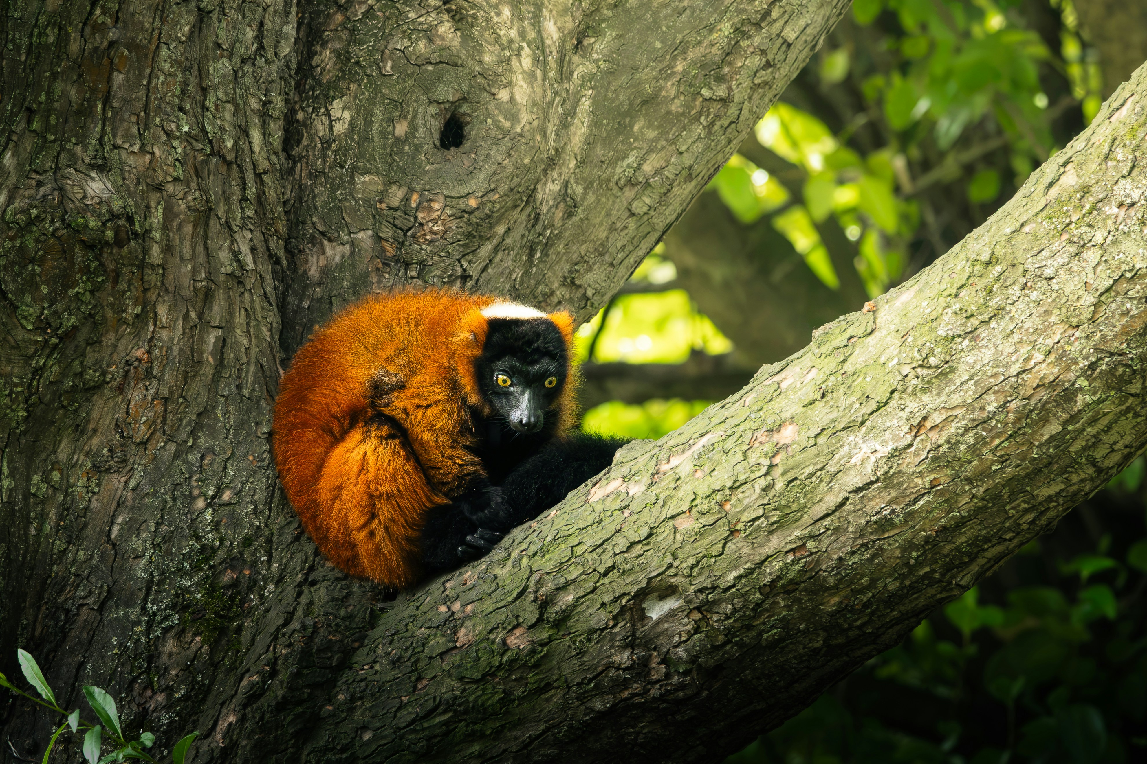 Crouched in the Forks: A Red Ruffed Lemur Resting in a Mossy Bend