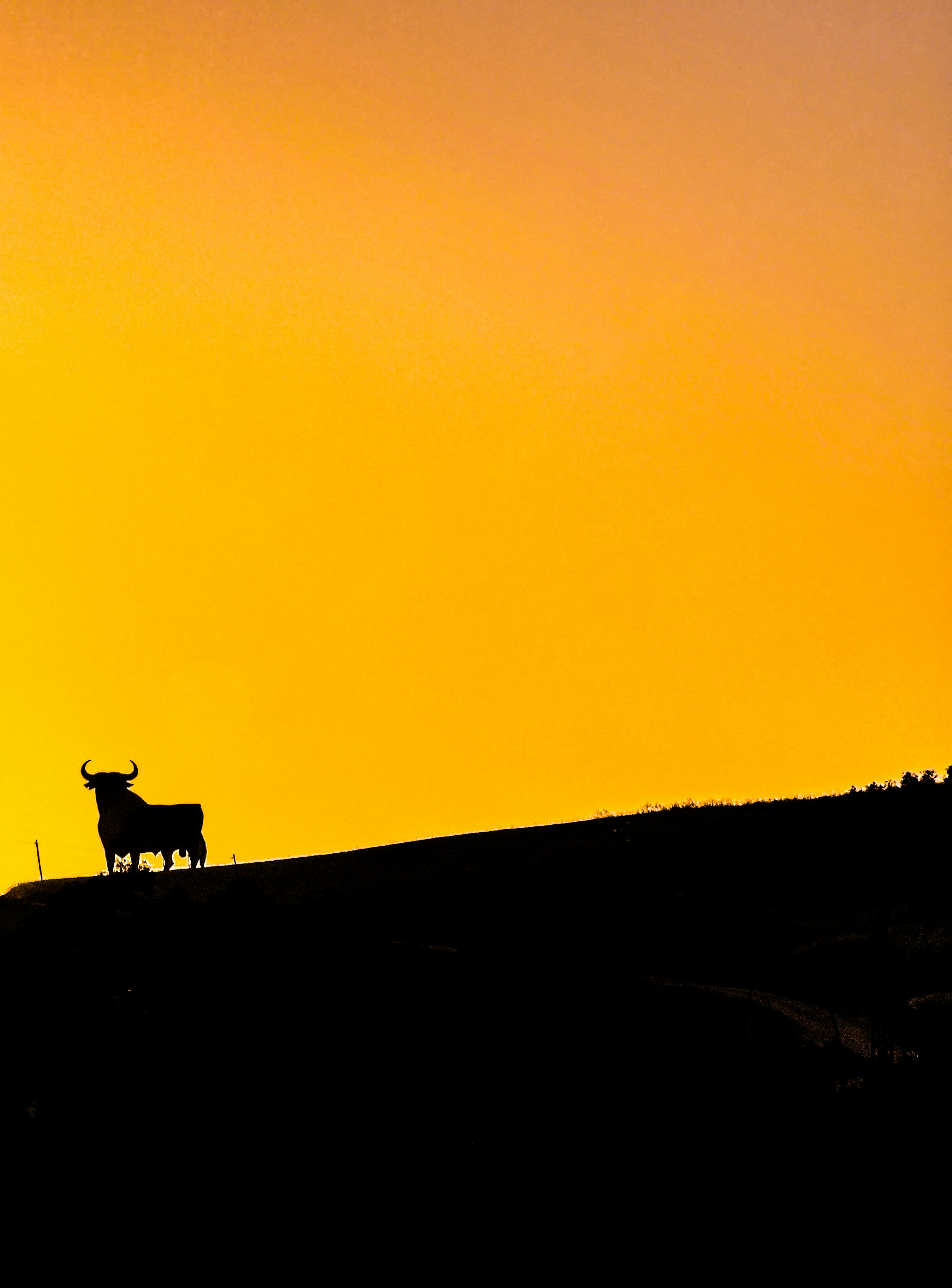 Silhouette at Dusk: A Lone Bull on the Ridge