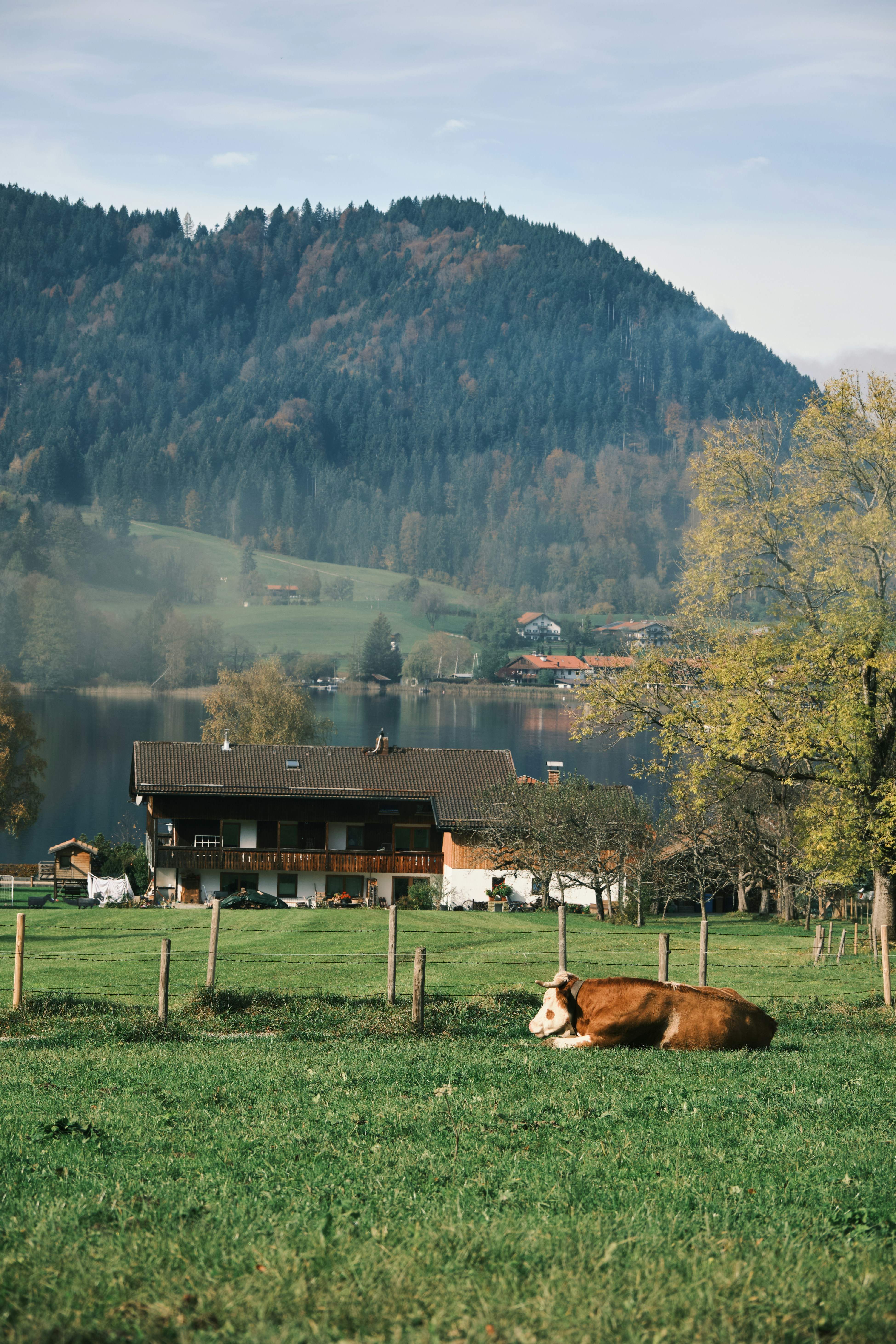 Cows at Dusk: A Quiet Field by the Lakeside Chalet
