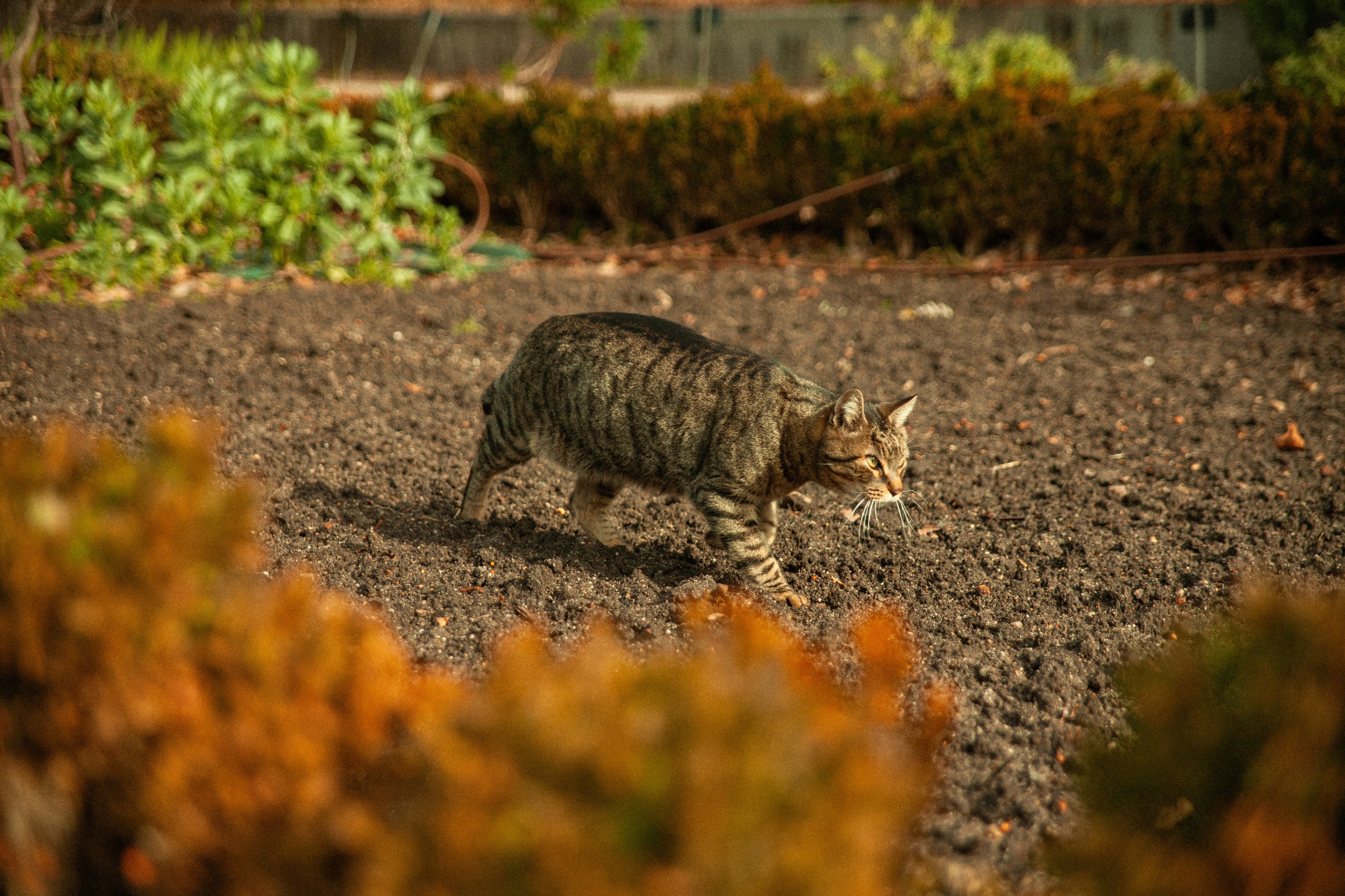 Earthy Wanderer: A Tabby Stalks the Gravel Patch