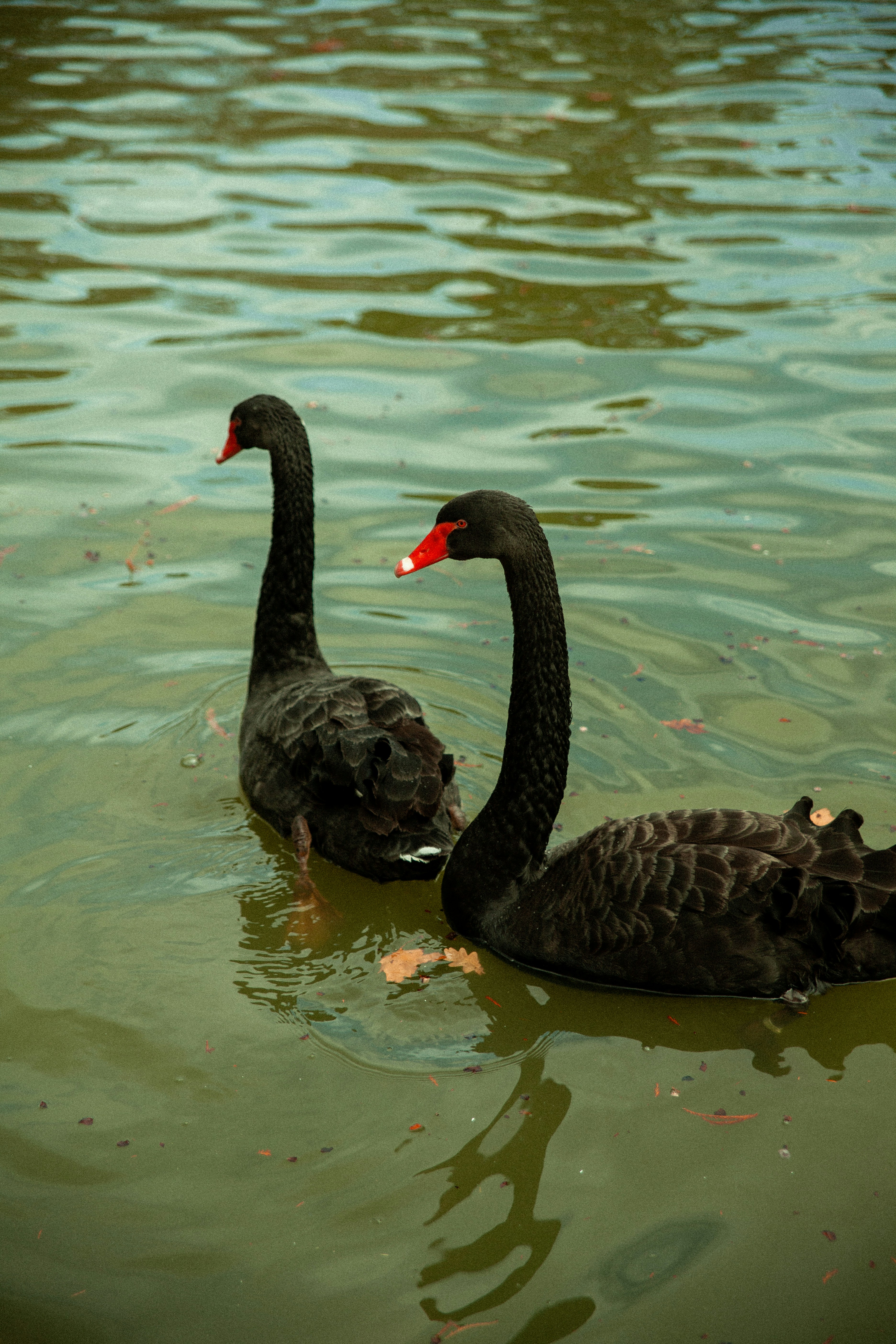 Two Black Swans Glide in Green-tinged Pond Light