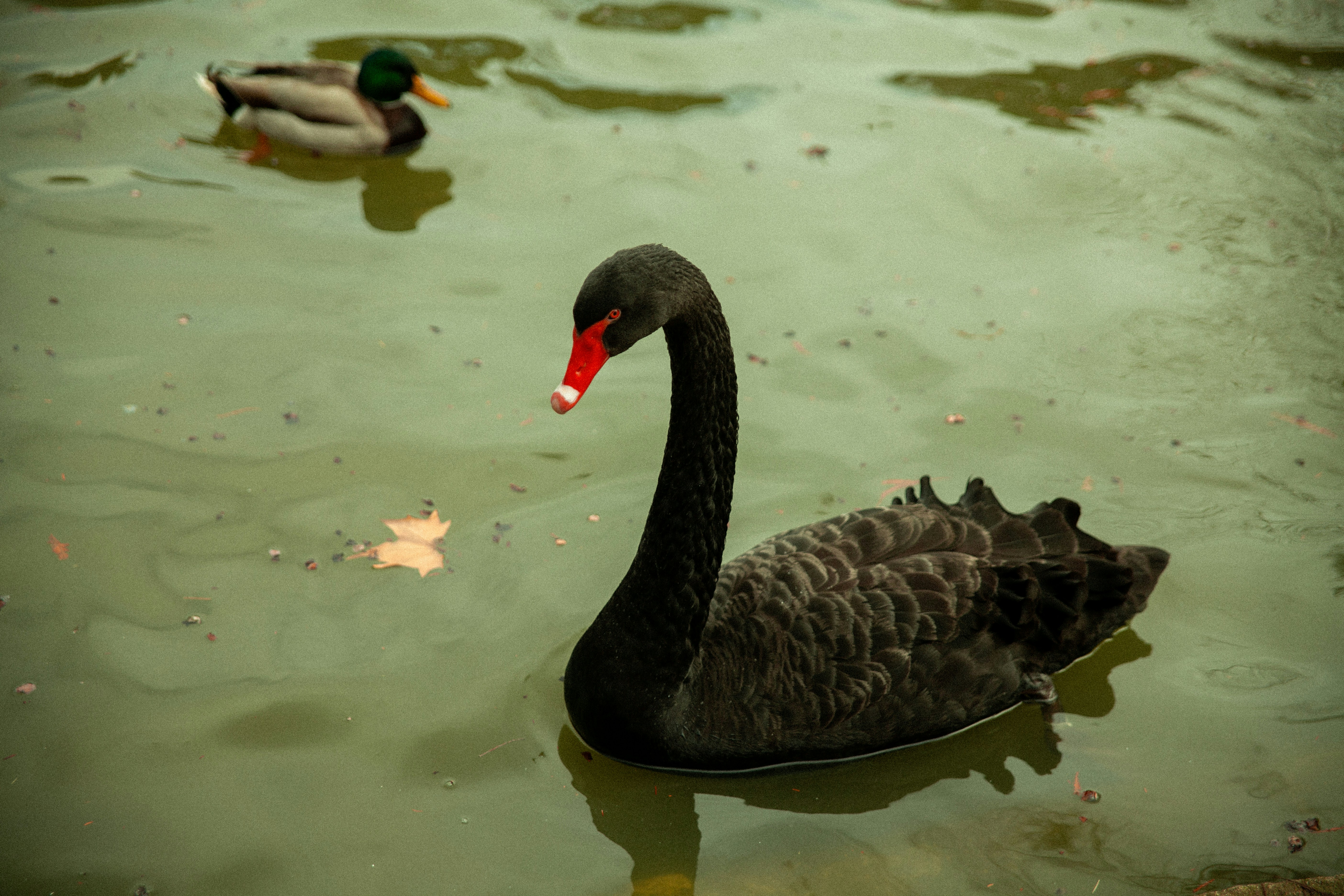 Midday Stillness: A Black Swan Adrift in Greenish Waters