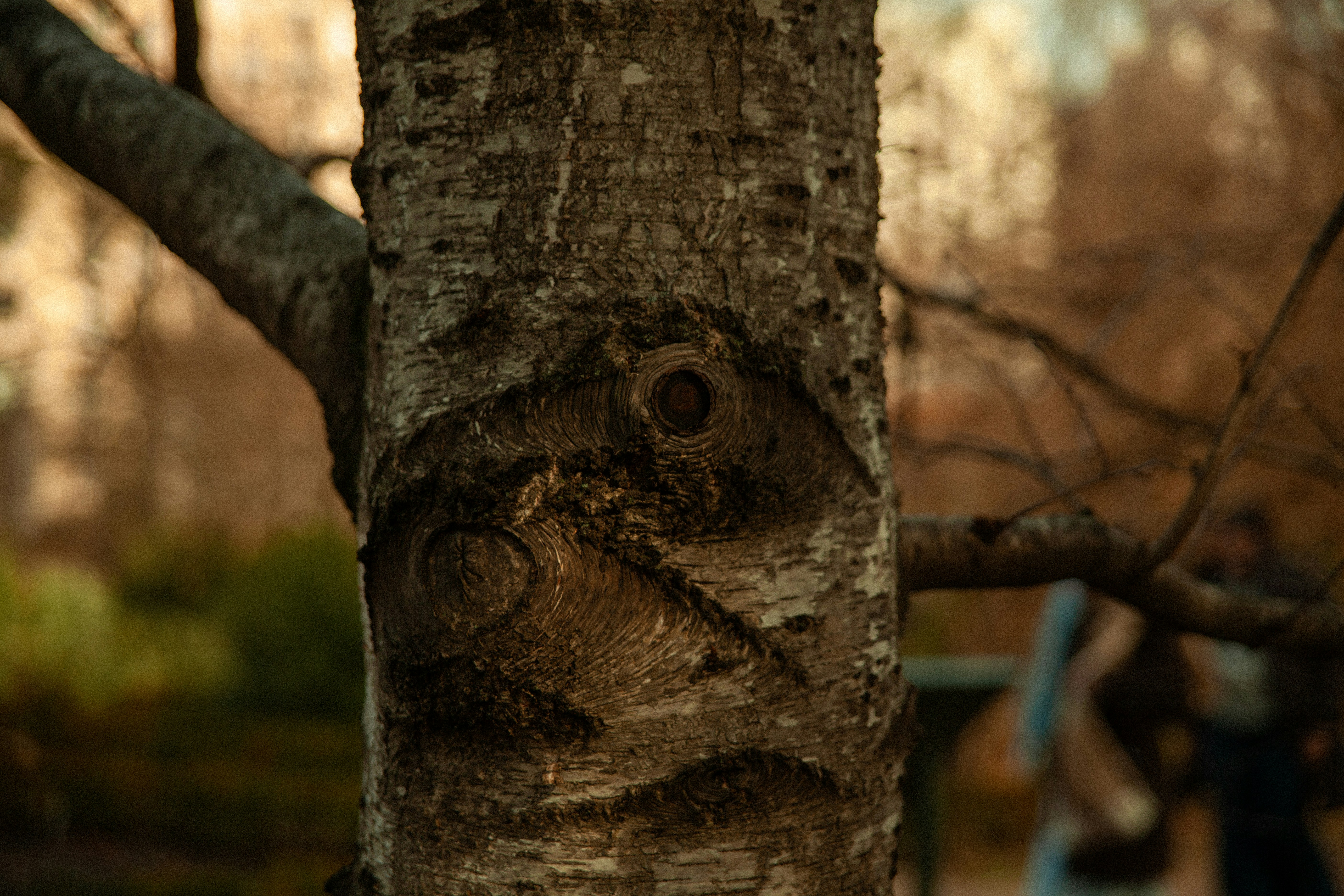 Bark Glyphs: A Tree Trunk with Subtle Faces Hidden in the Bark