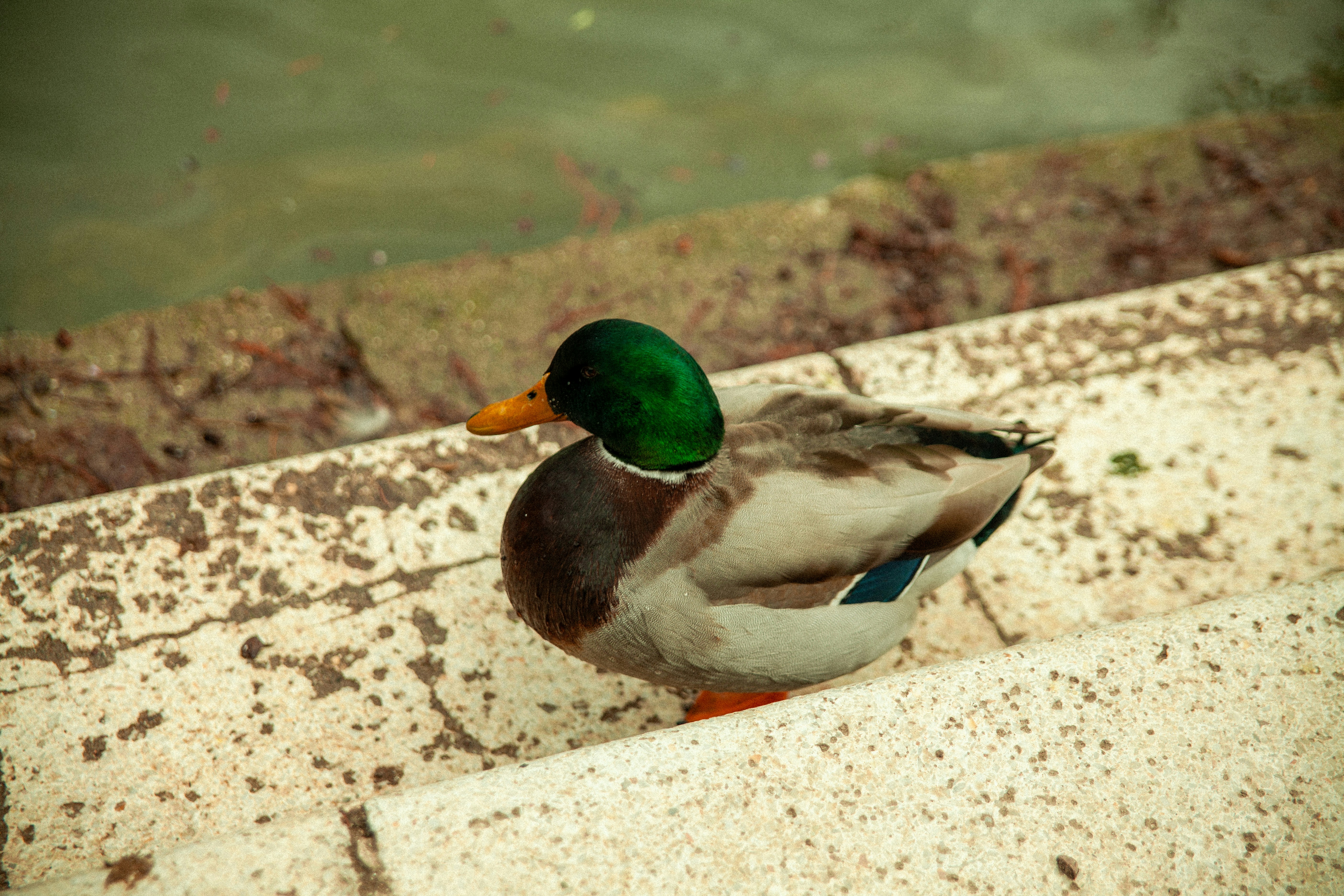 Green-Headed Mallard on Sunlit Concrete Steps