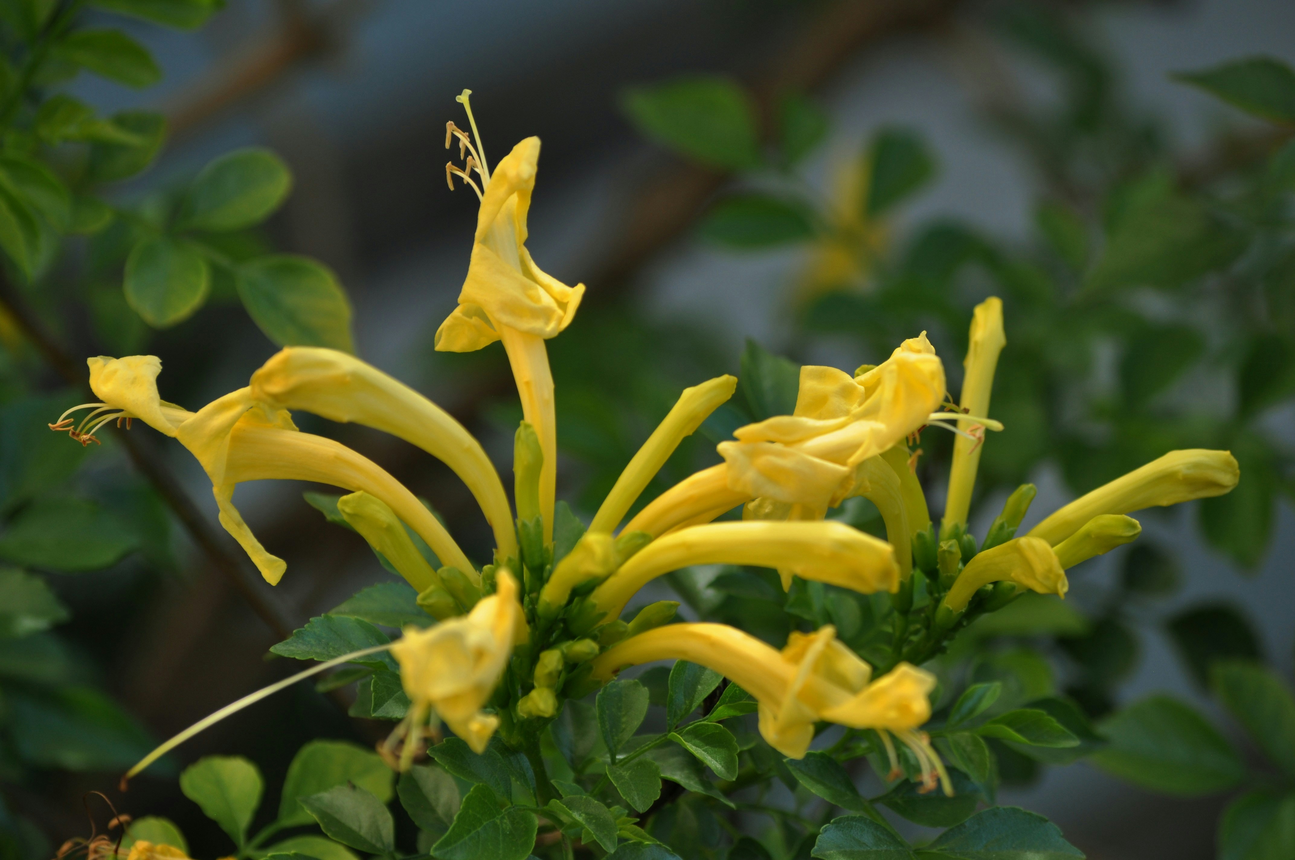 Yellow trumpet blossoms reaching toward a soft-focus garden backdrop