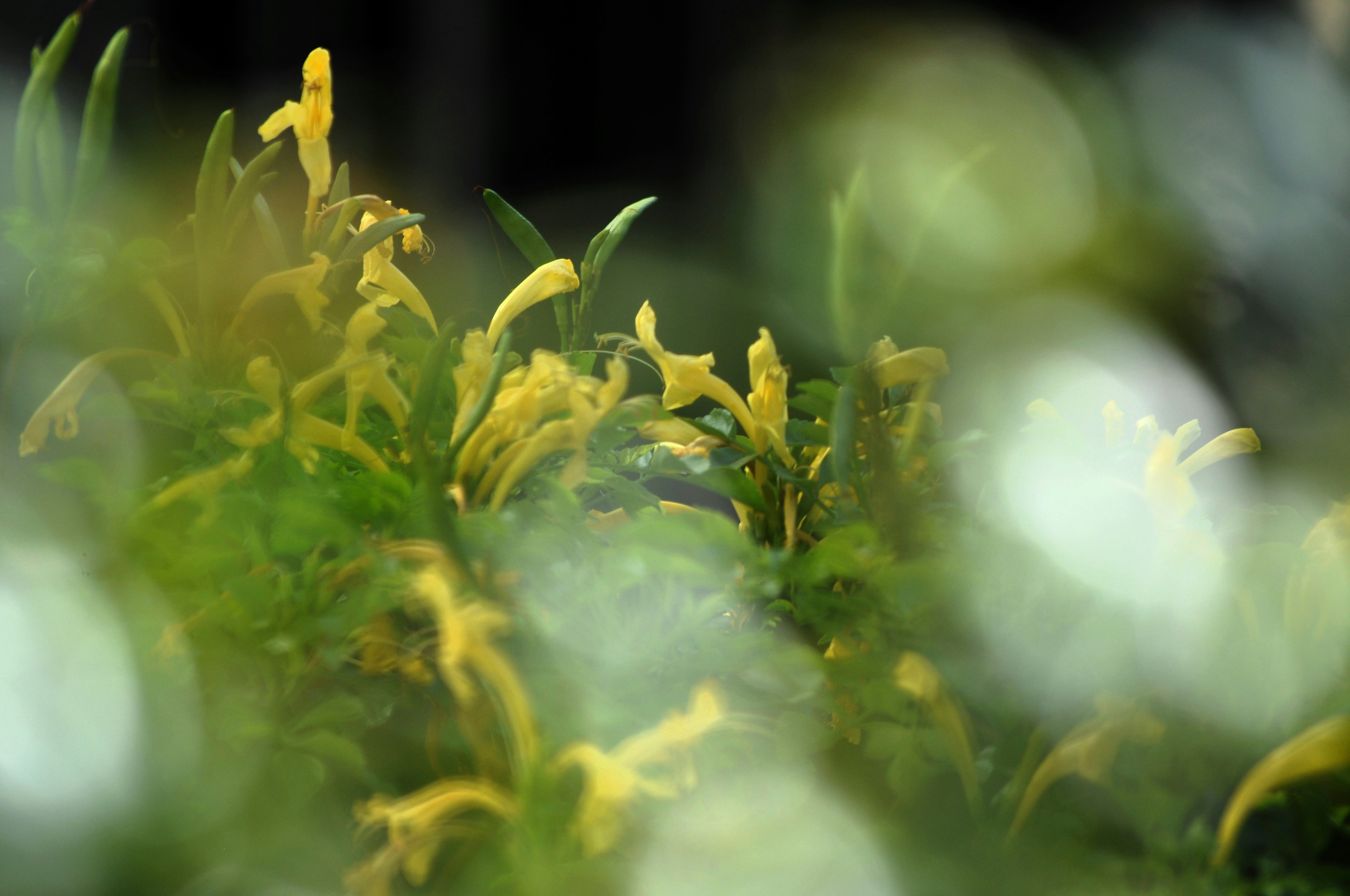 Yellow Blooms Emerging Through Soft Blur