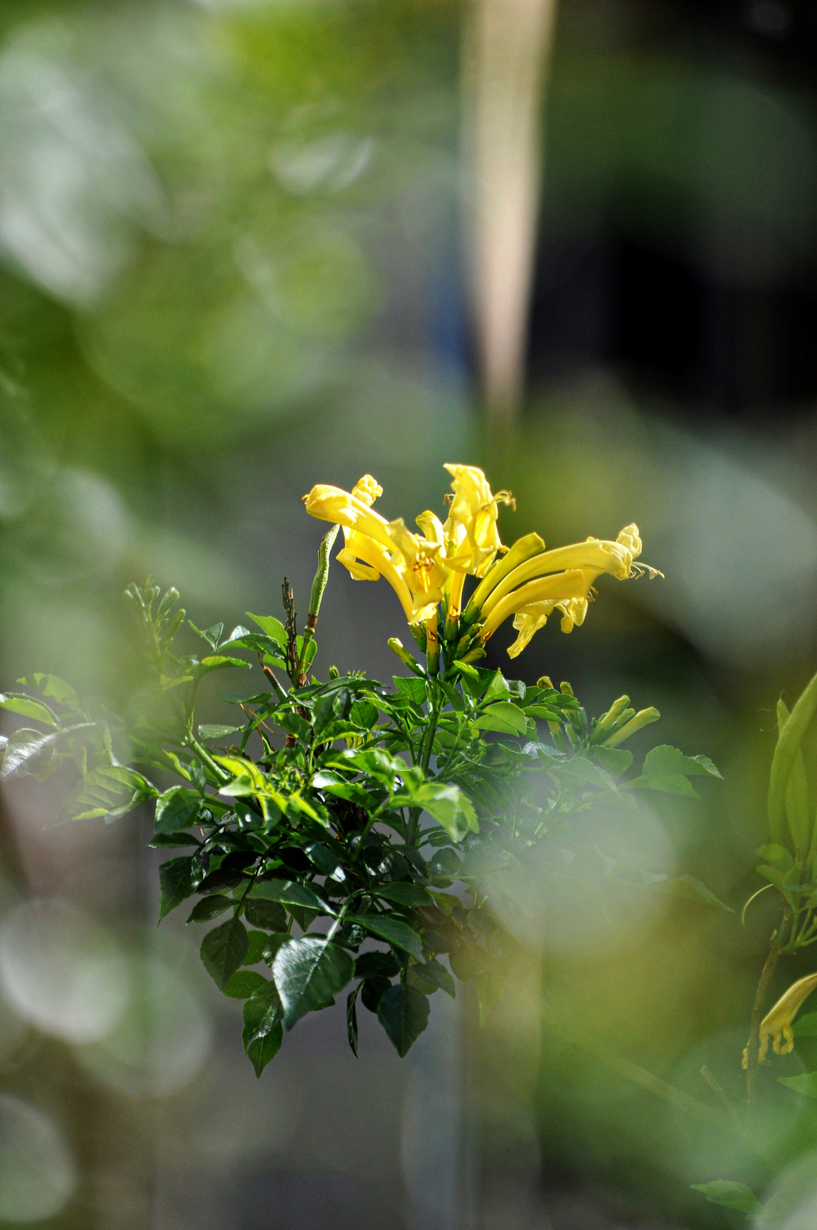 Softly lit yellow hibiscus bloom framed by green shrubbery, with a shallow depth of field creating a dreamy background haze. (Nature photography) 