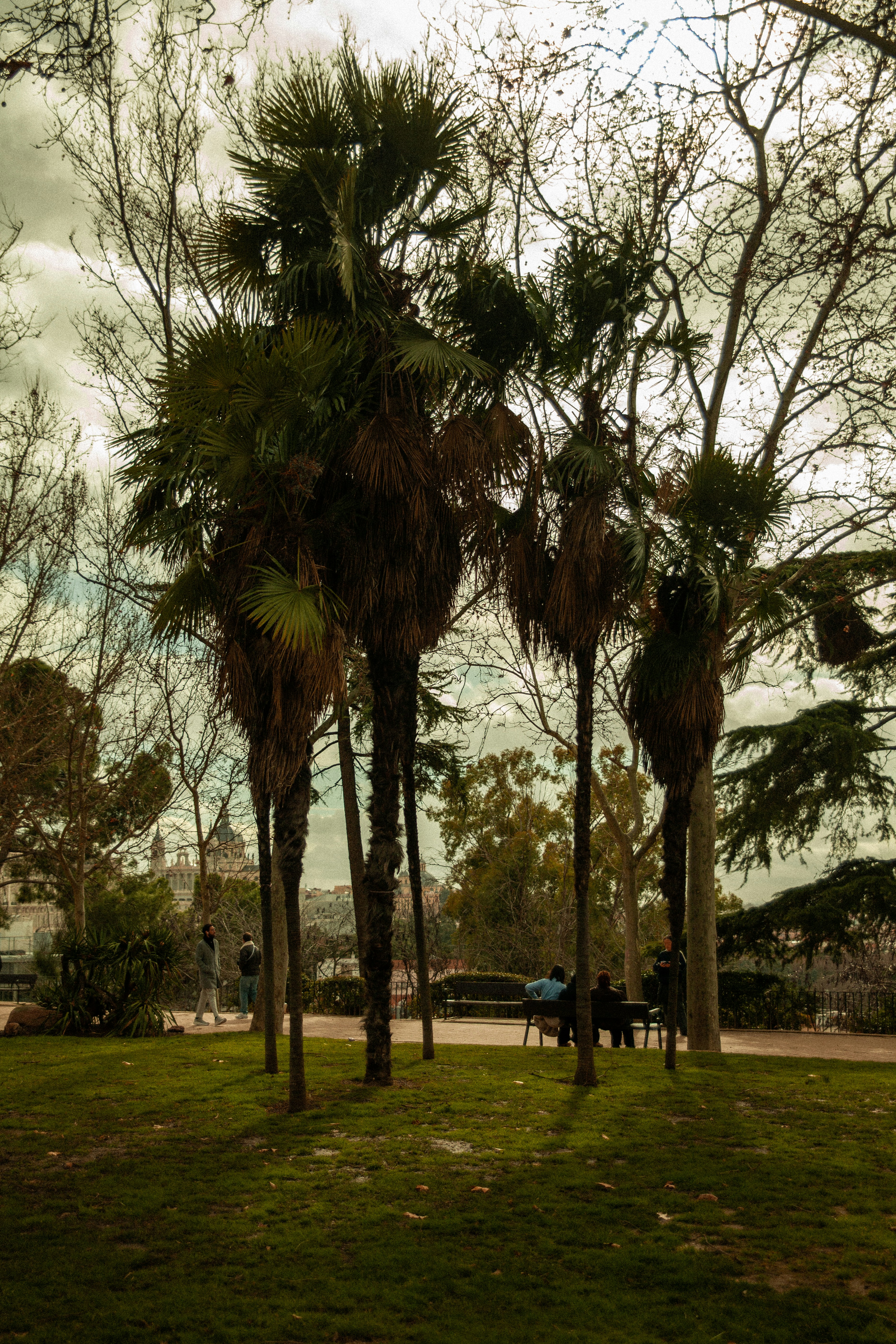 Palm Trees in a Park with Distant Park Bench and Figures