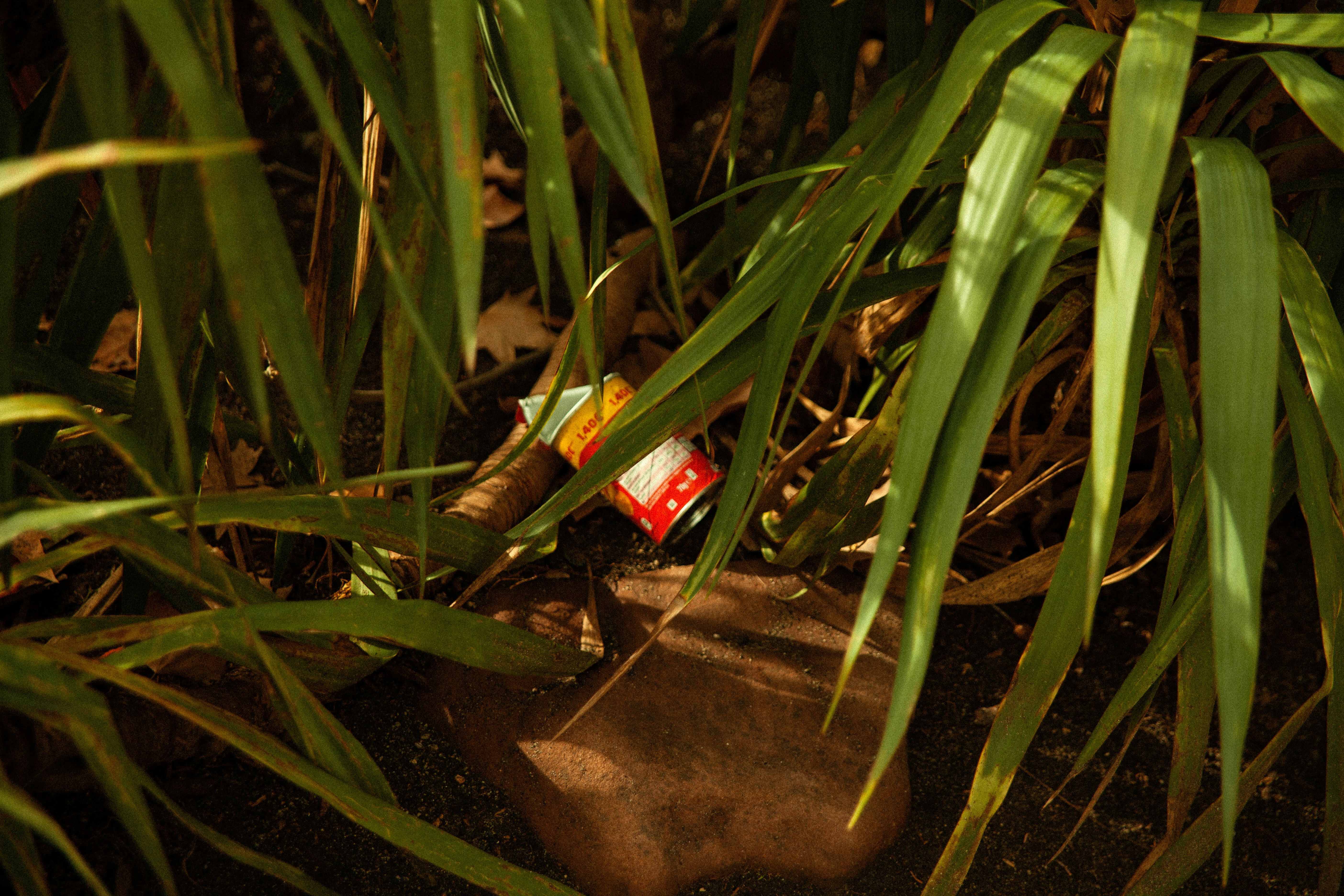 A small red and yellow object hidden among green leaves.