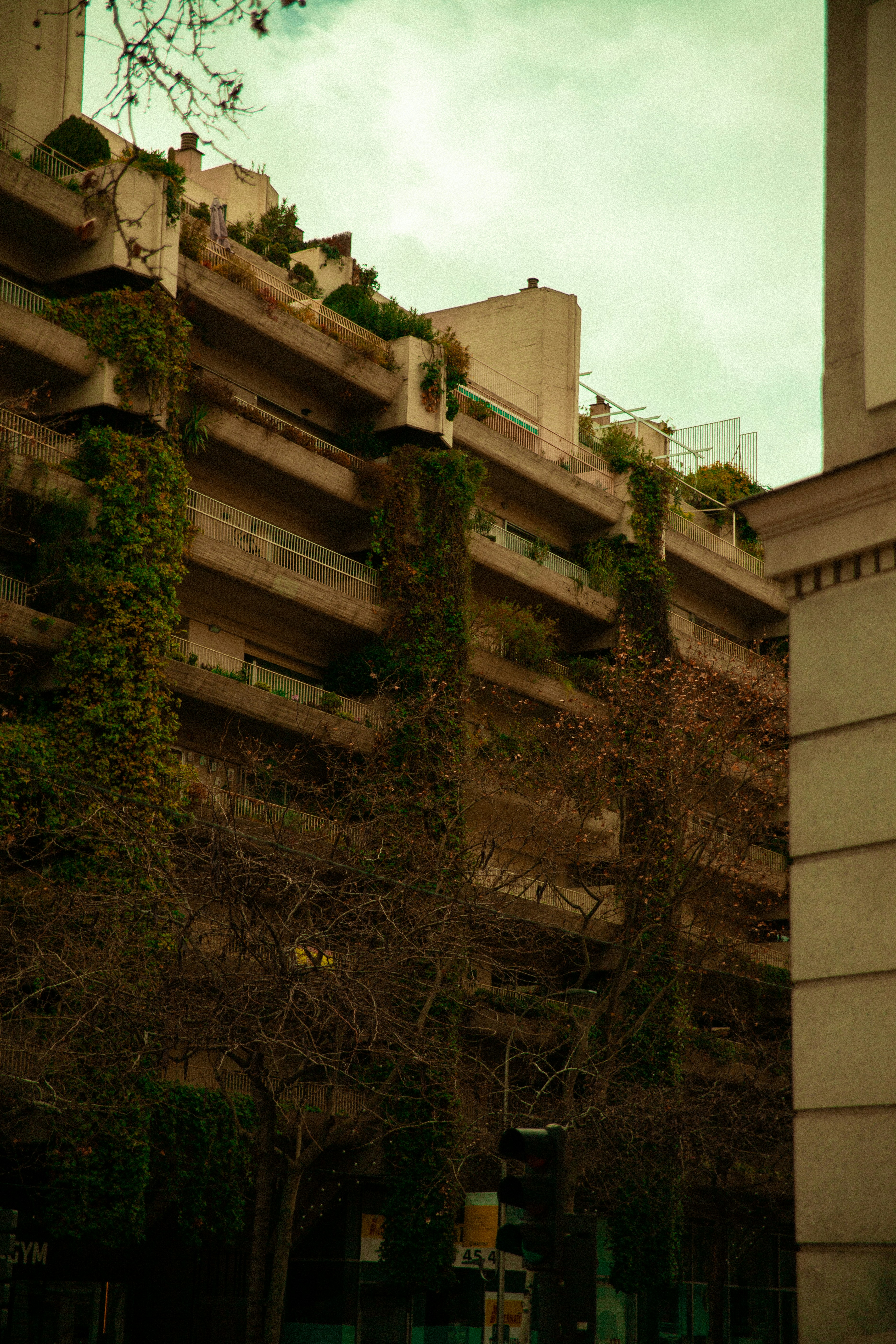 Urban Vertical: Ivy-Covered Parking Structure Reaching Skyward