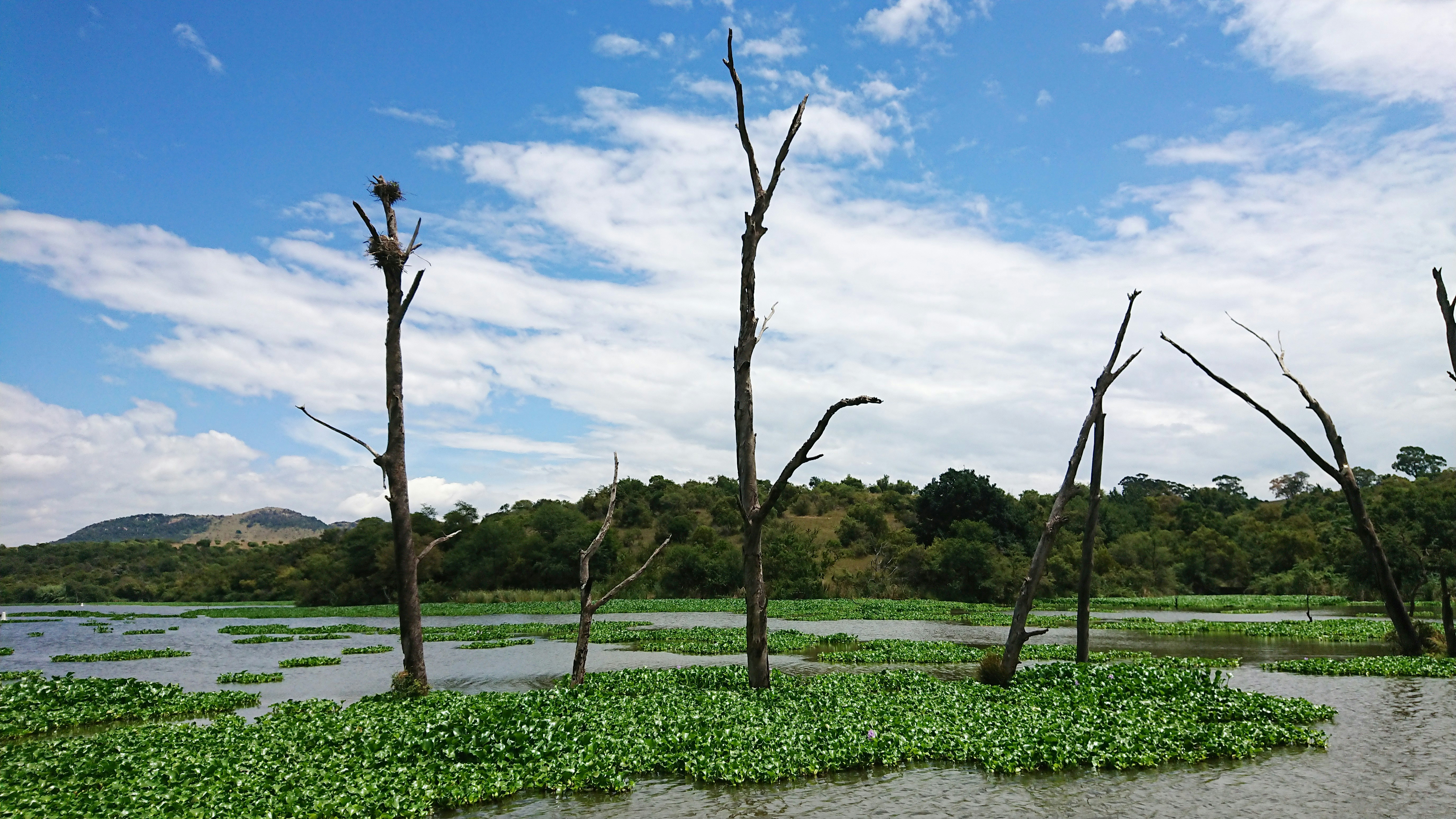 Calm wetland with leaf-covered water and stark, leafless trees breaking the horizon.