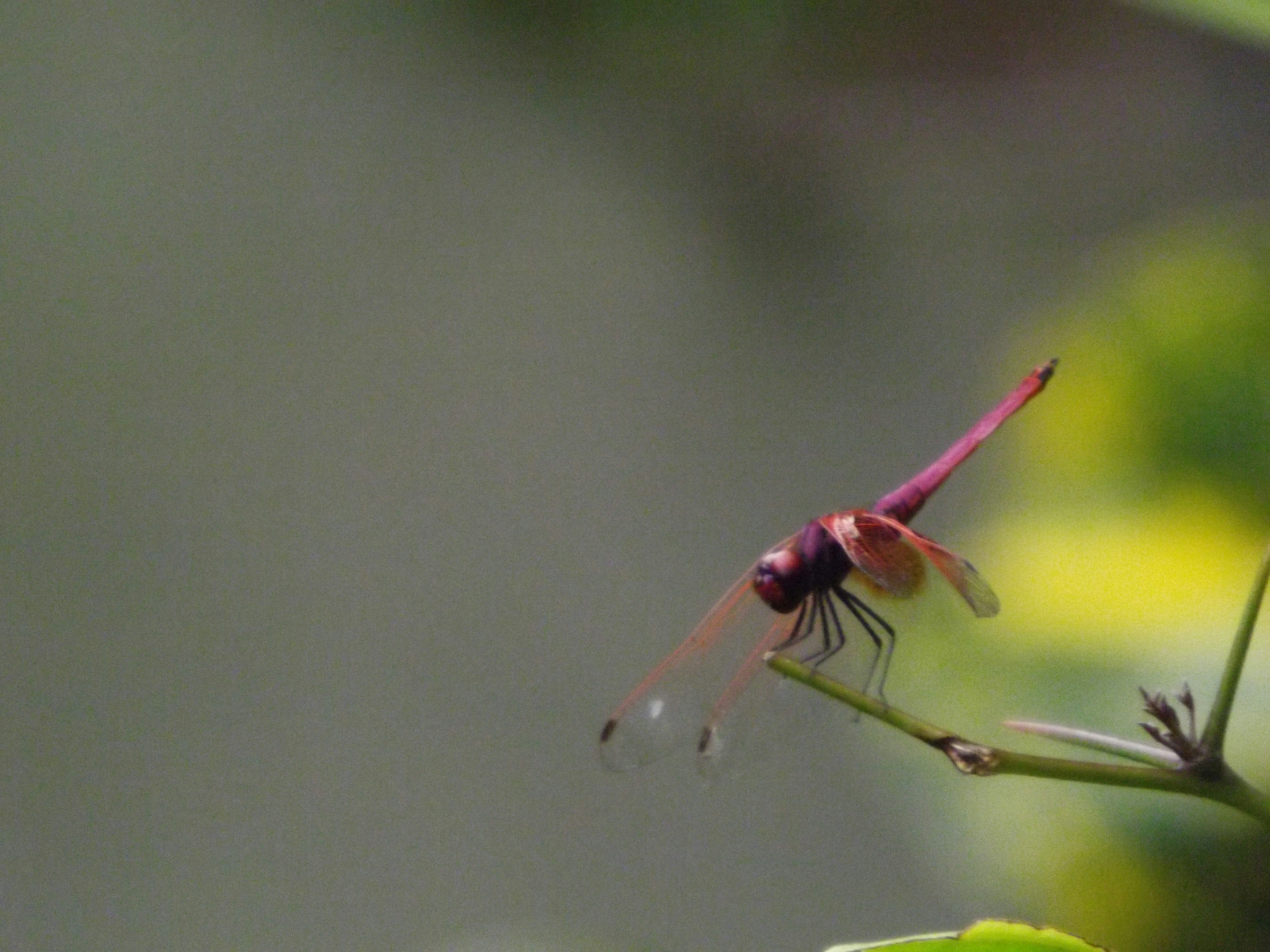 Dragonfly at the Tip of a Branch