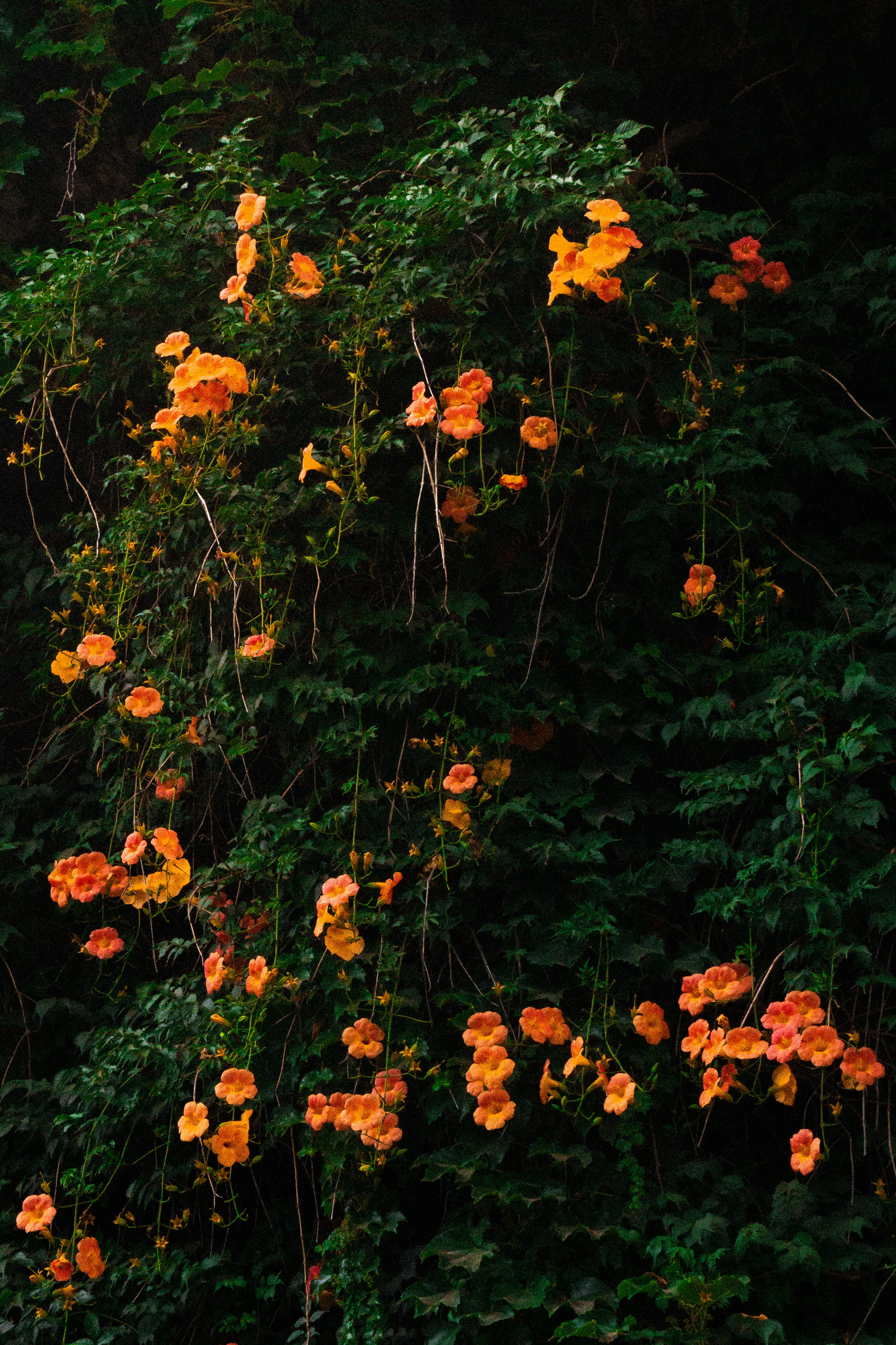 Trailing orange blooms weave through a moonlit green undergrowth