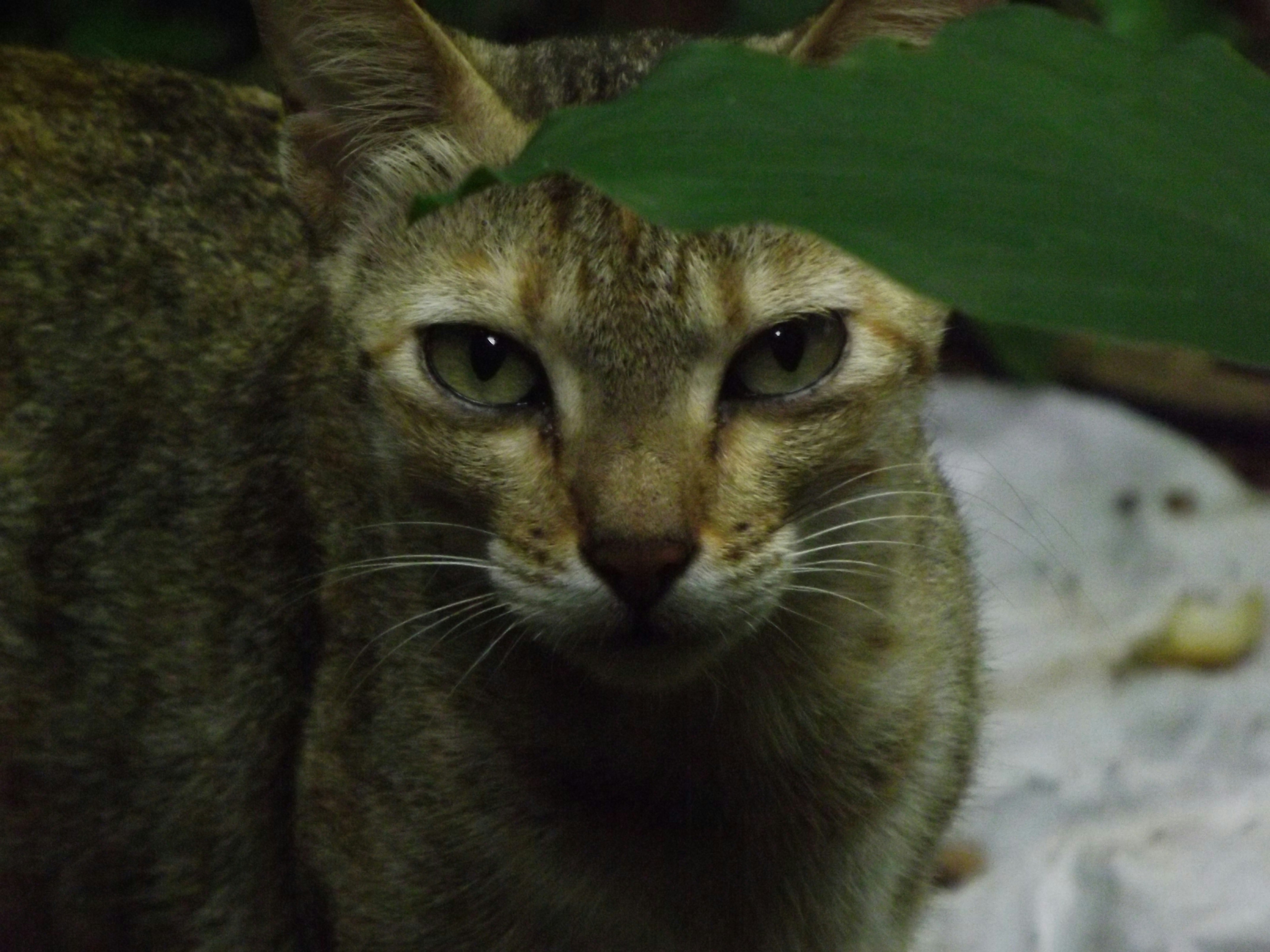 Hidden Whiskers: A Cat Amid Leafy Shadows