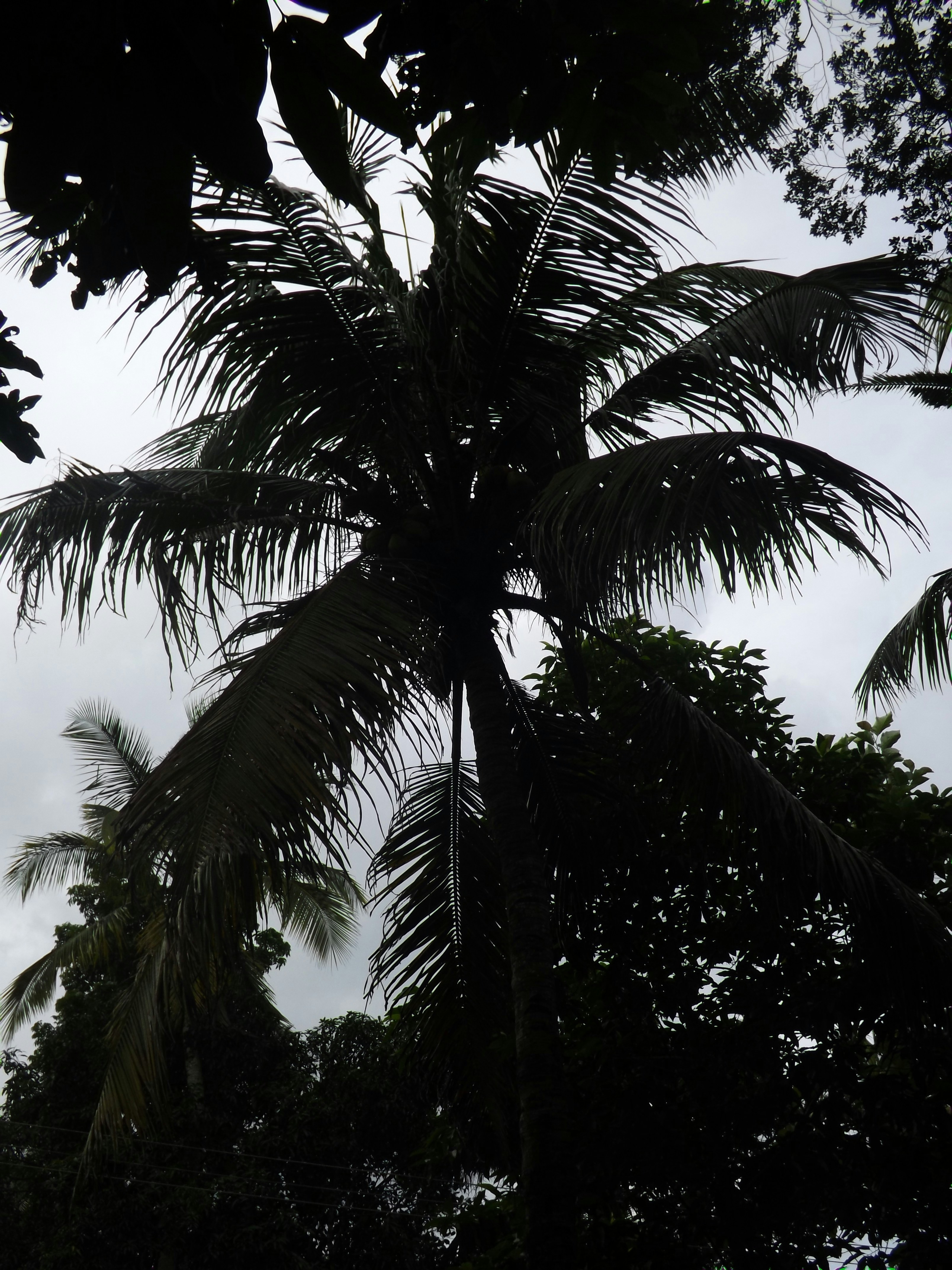 Silhouetted Palm Canopy Against a Cloudy Sky