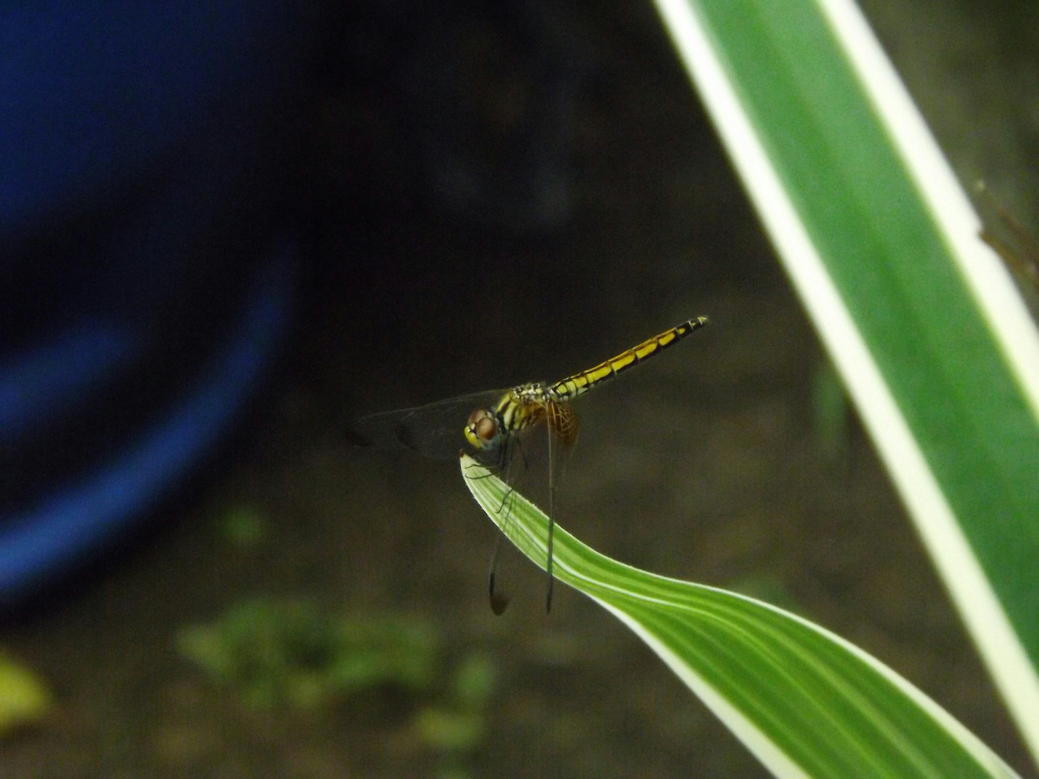 Dragonfly Perched on a Curved Leaf
