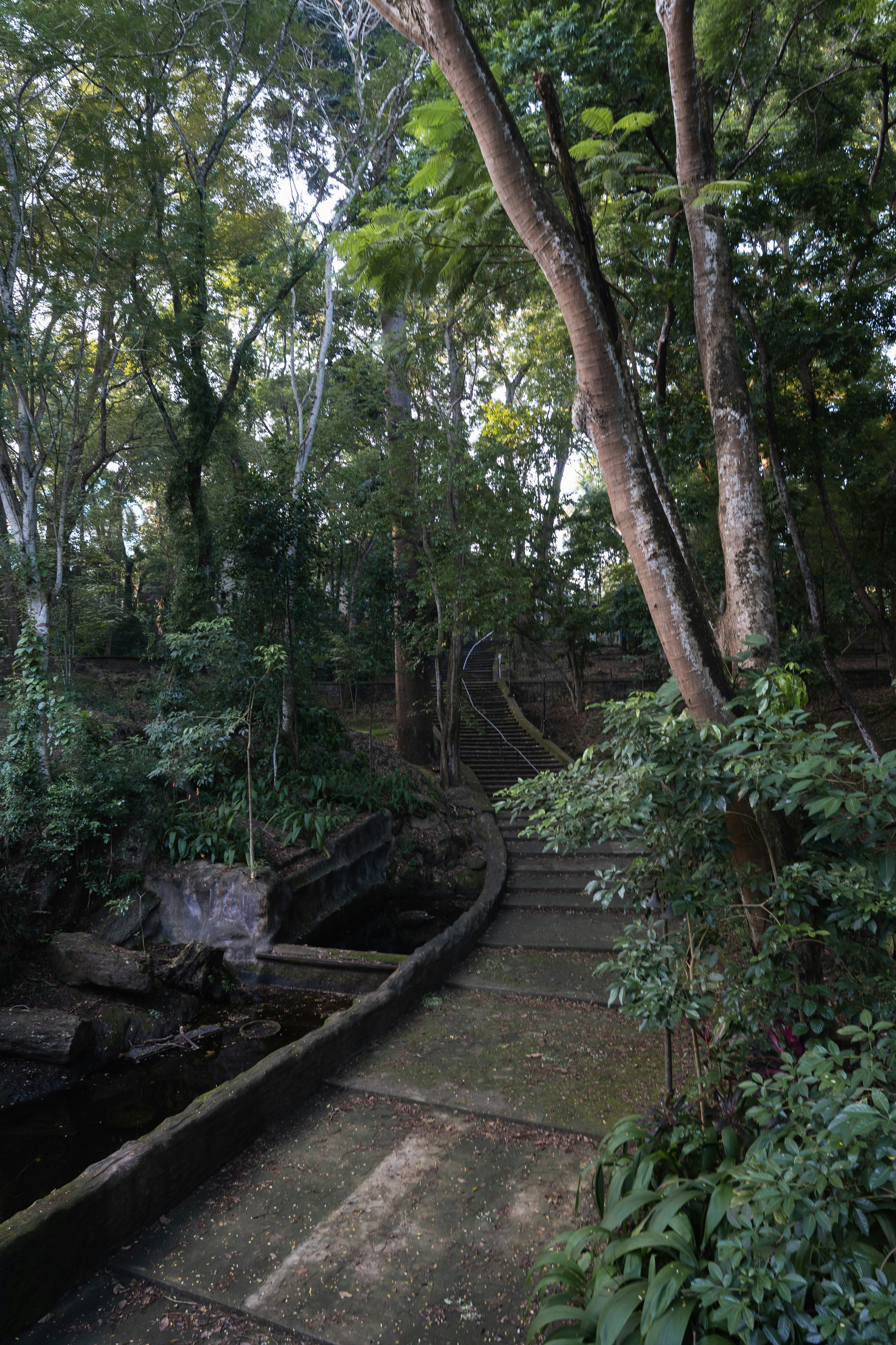 Stairway Through the Green Corridor