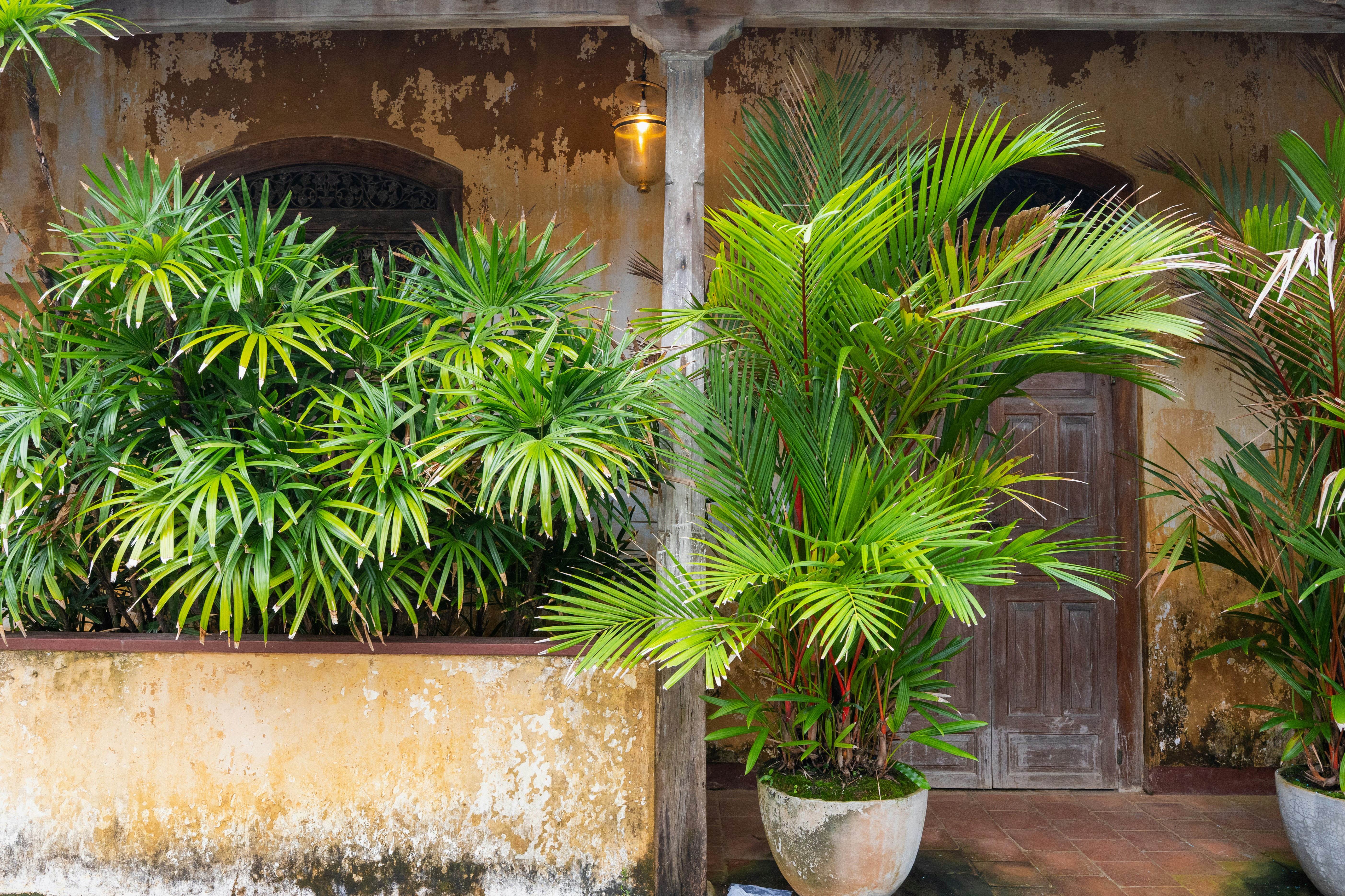 Terracotta Veranda with Lush Foliage and Weathered Doorway