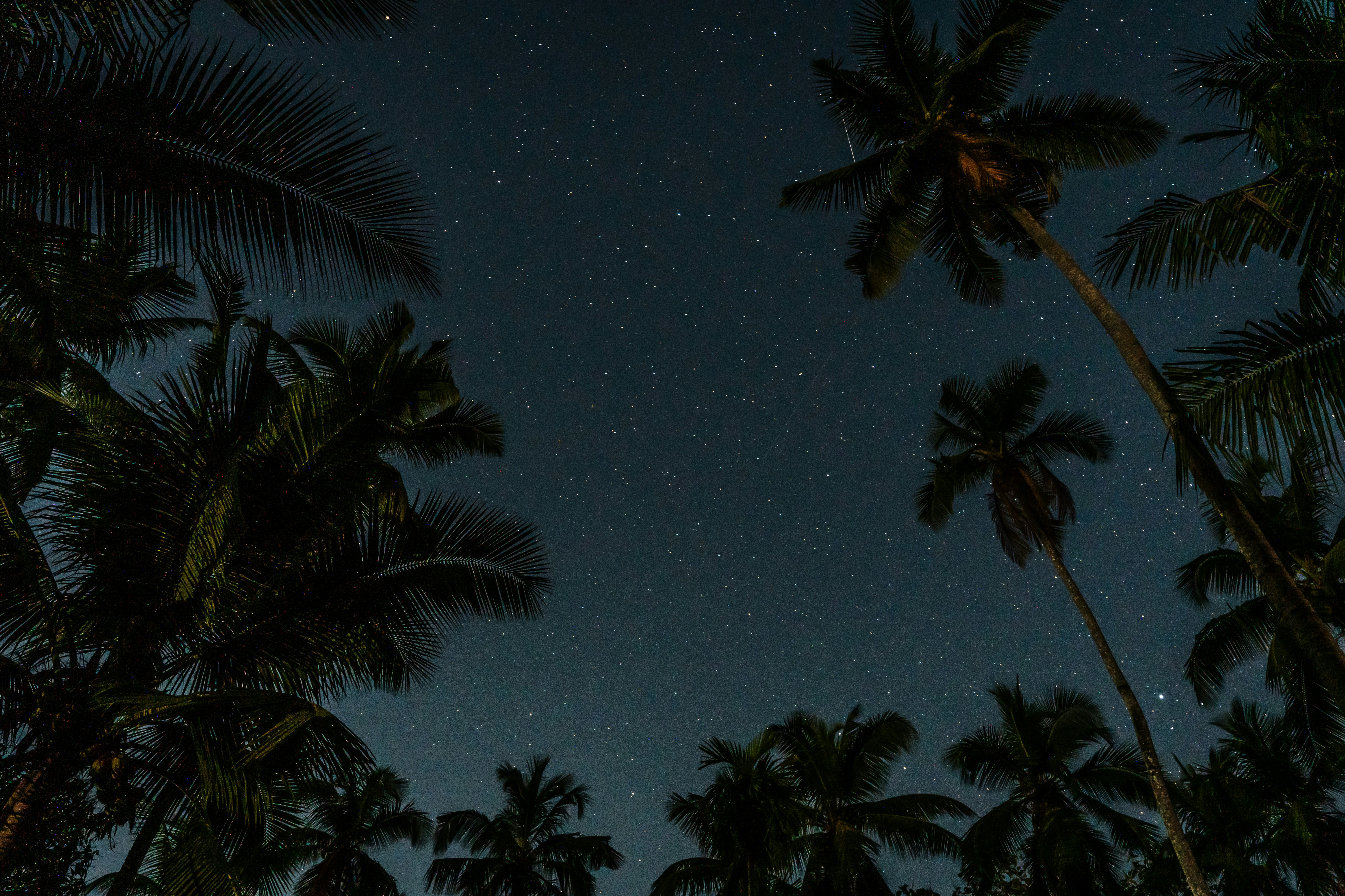 Starry Canopy Above Whispering Palms