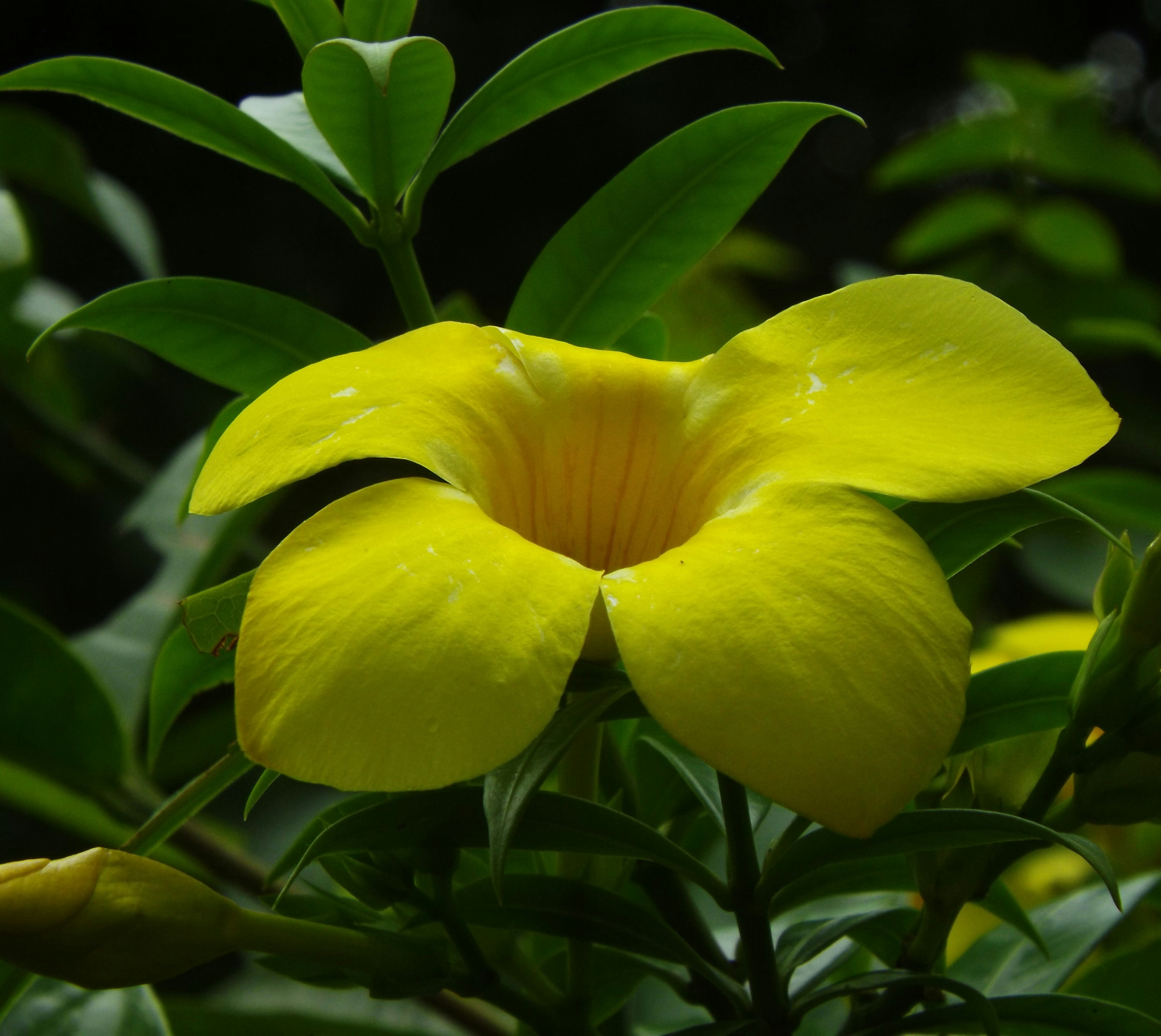 Sunlit Canary Bloom: A Close-Up of Vibrant Yellow Petals