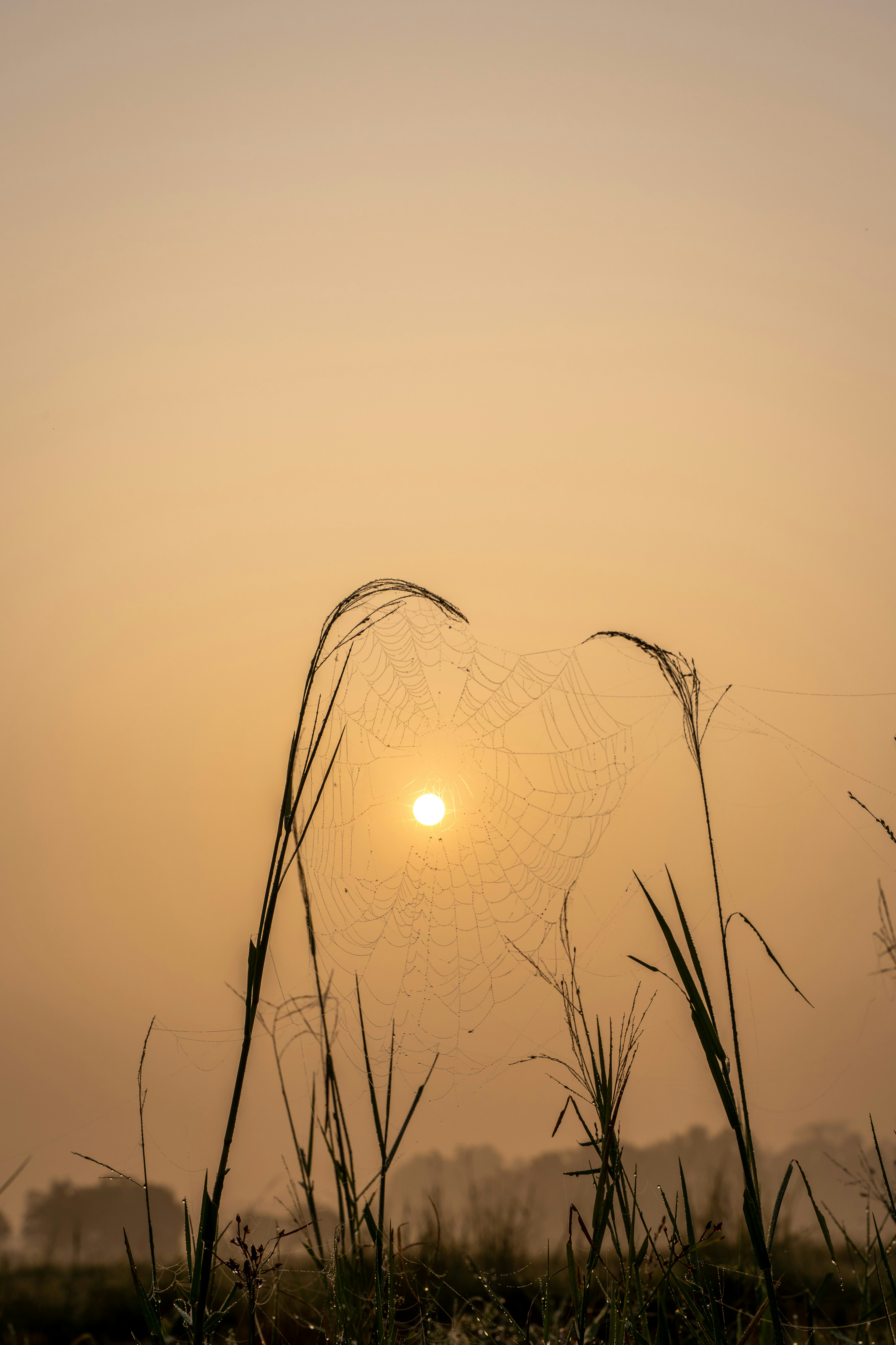 Sunlit Web: Morning Dew on a Spider's Silk Curtain