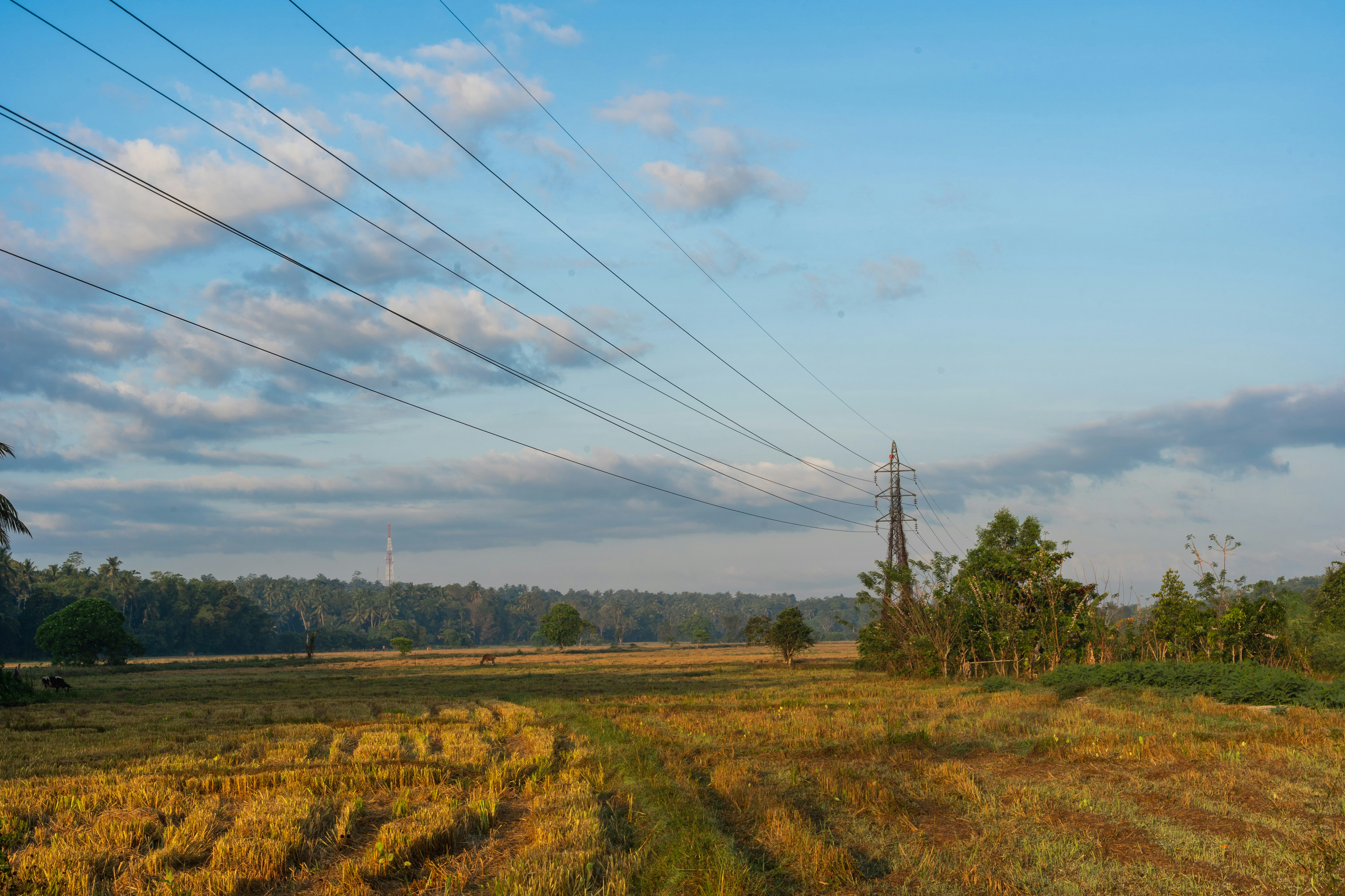 Power Lines Over a Silent Grassland at Dusk