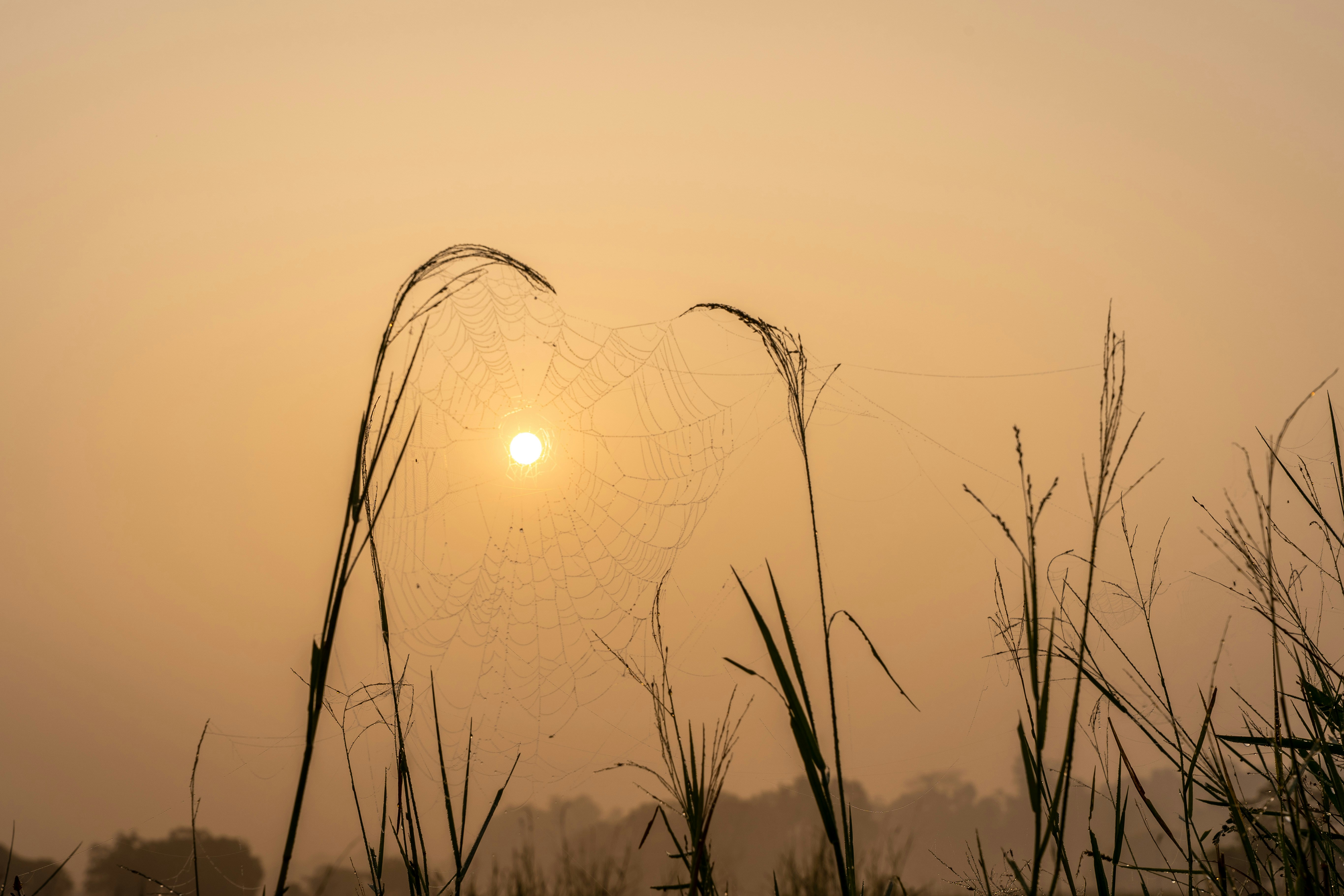 Sunrise Veil: A Delicate Web Among Reeds