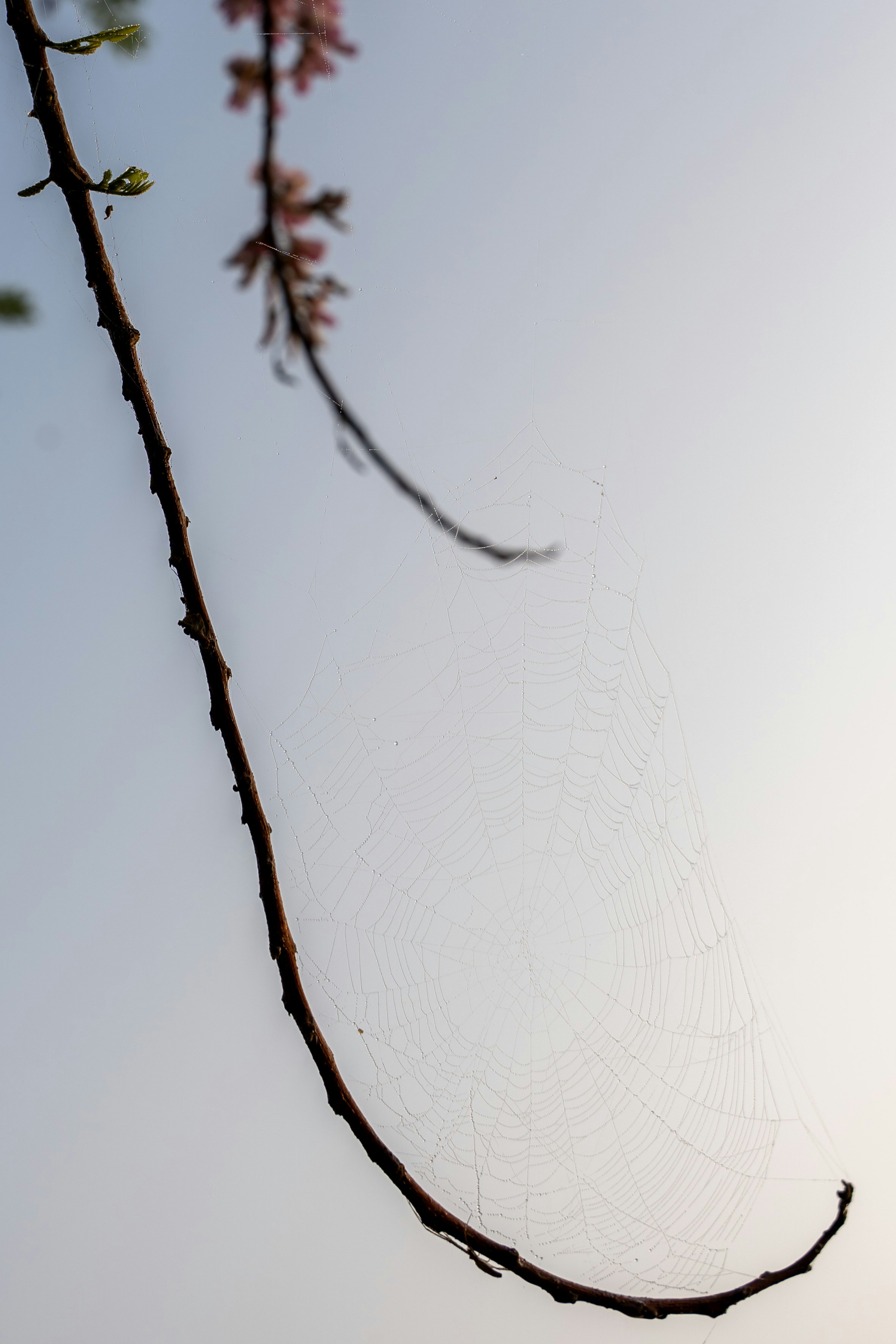 Web of Silence: A Spider's Gentle Web Between Branches