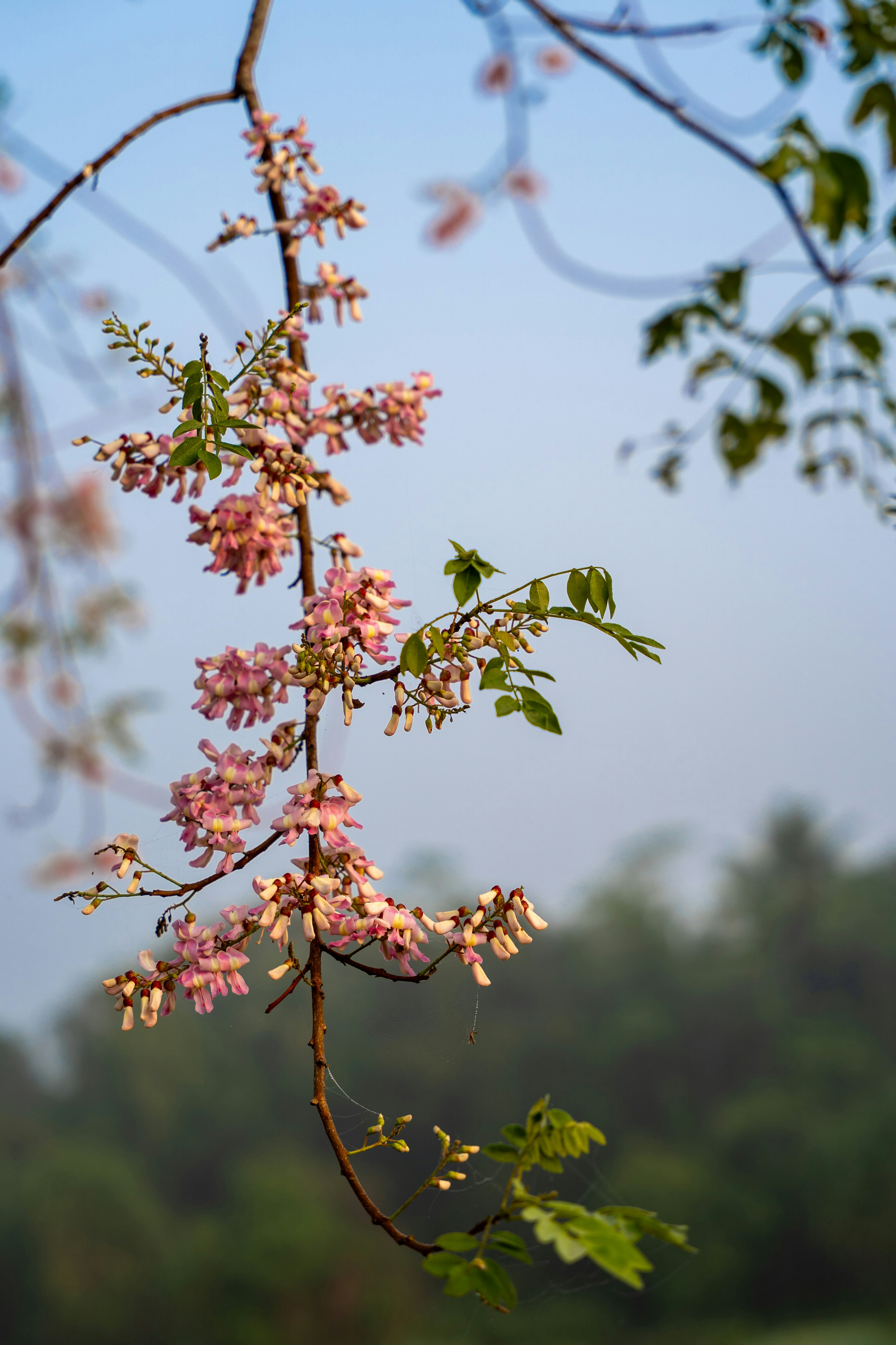 Blossoms on a Quiet Arc of Spring