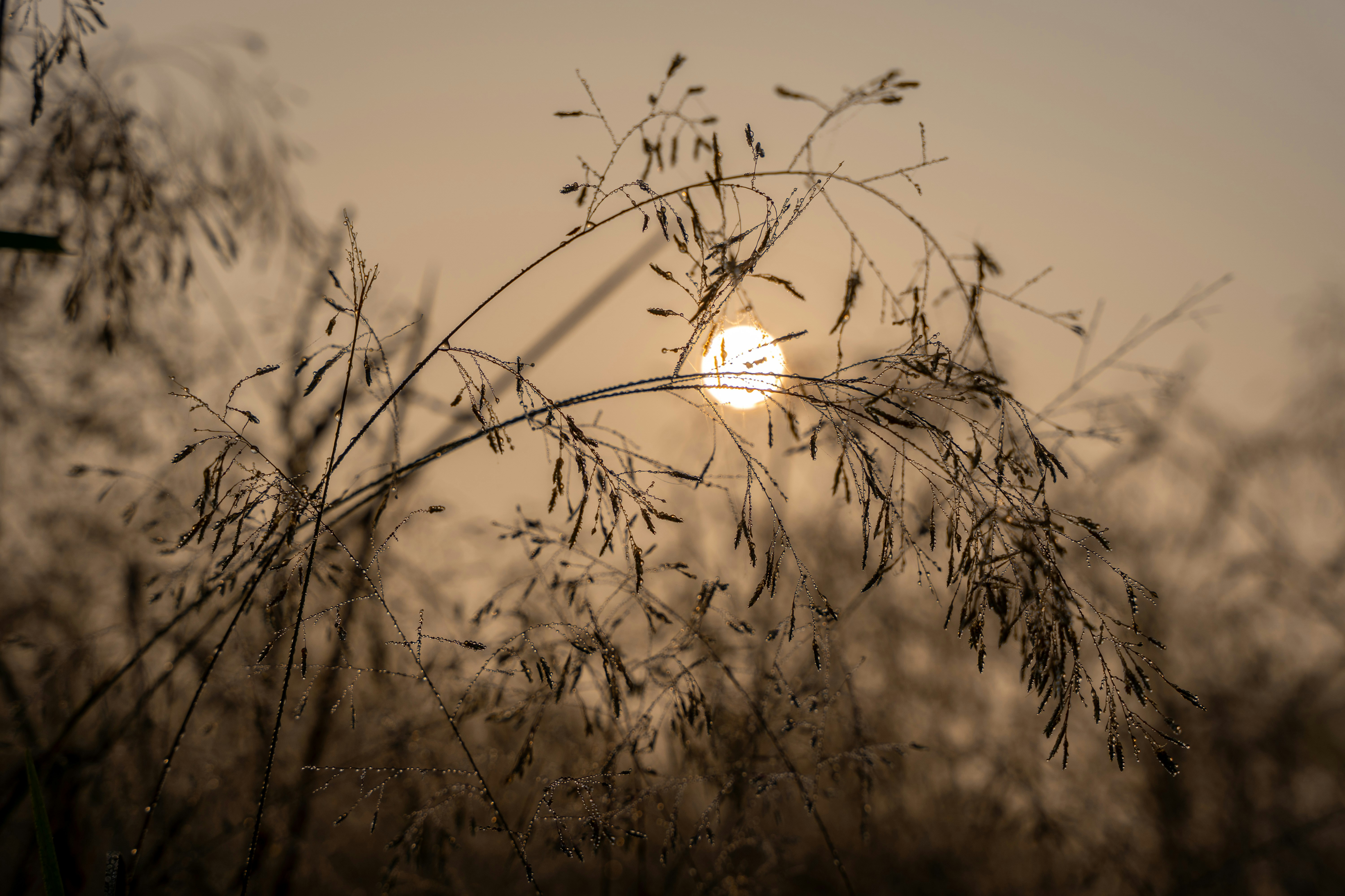 Sunlit seed heads in a muted field