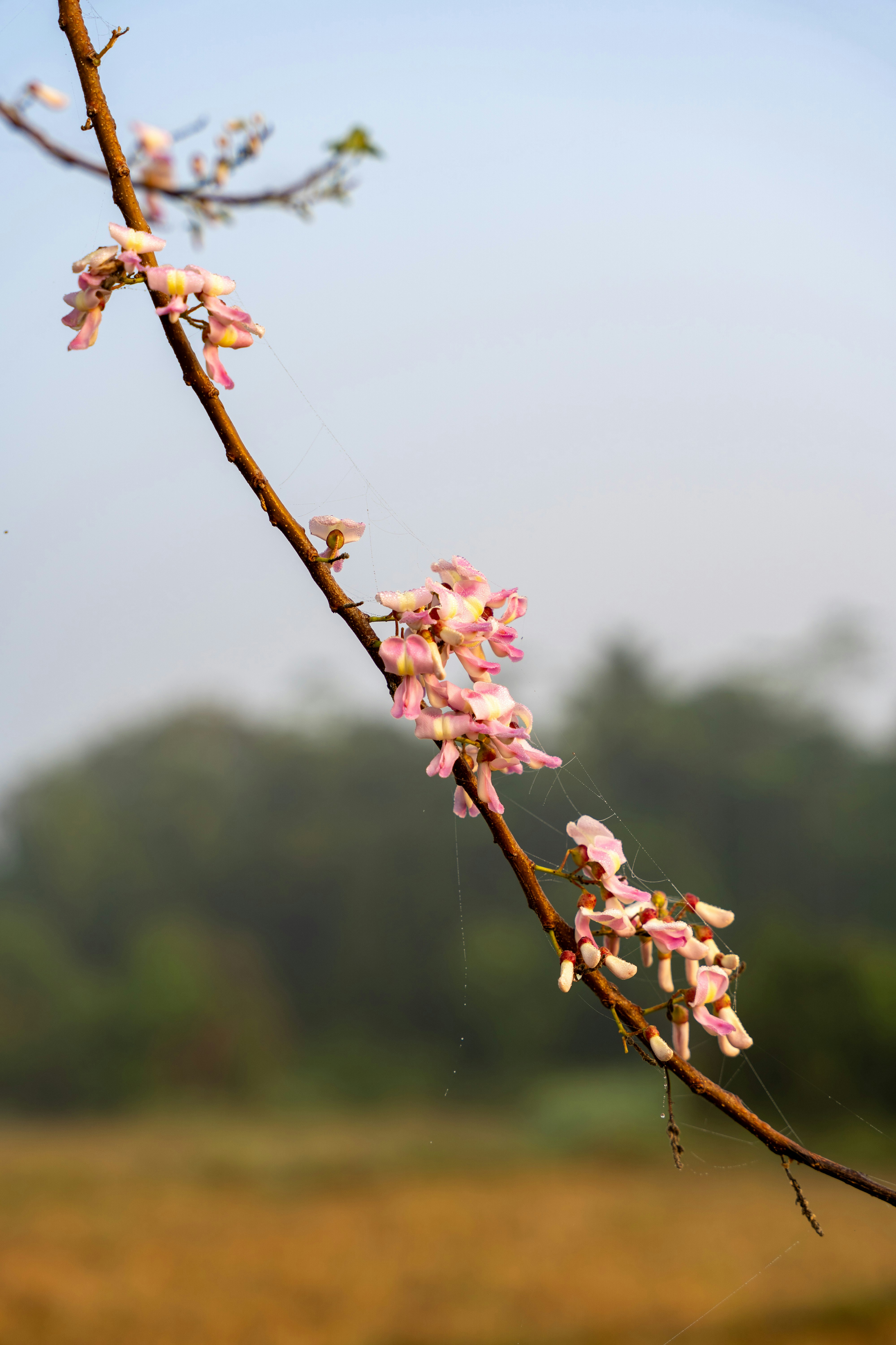 Pink blossoms on a diagonal twig reach toward a clear morning sky