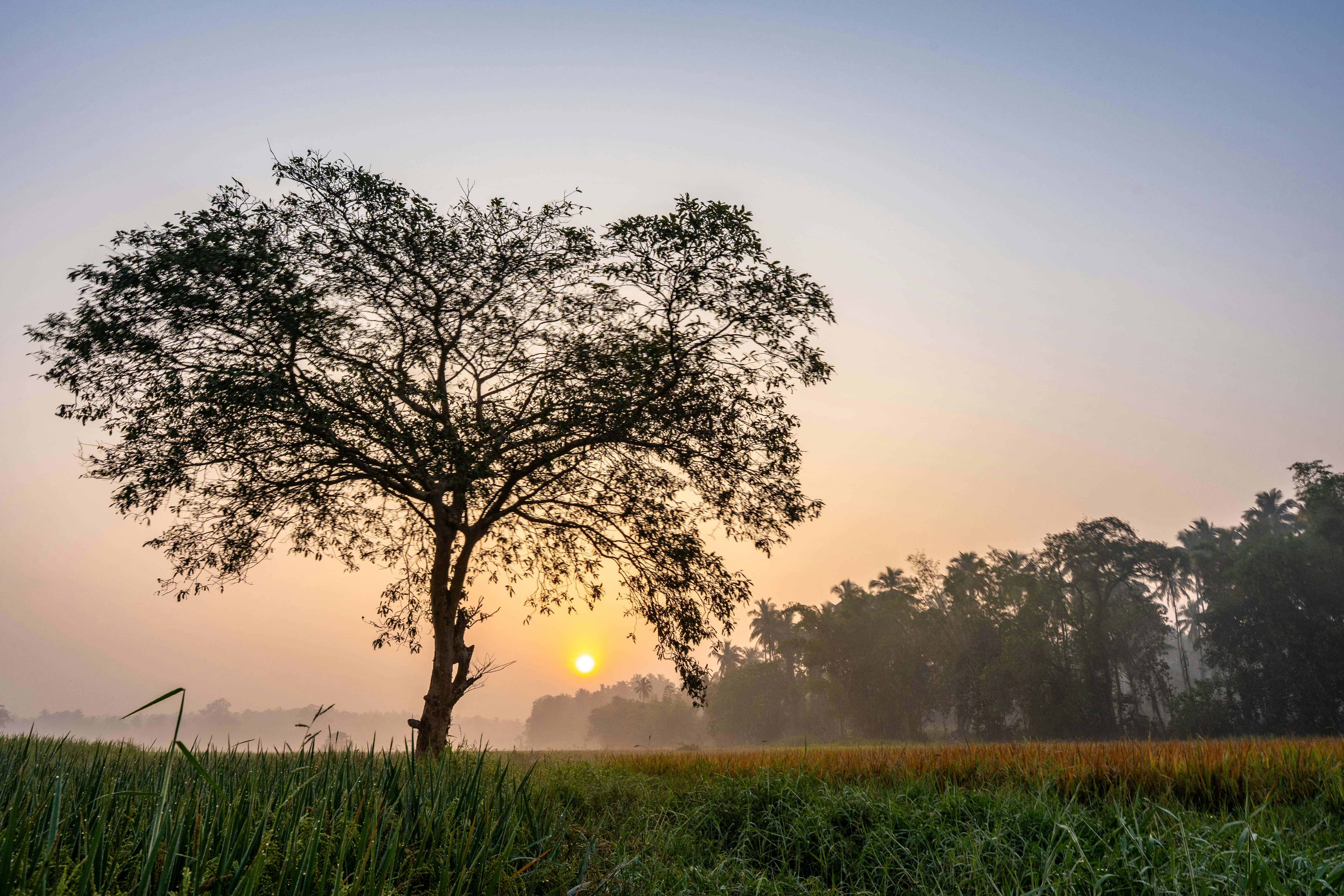 Dawn Quandary: Lone Tree at the Edge of a Misty Field