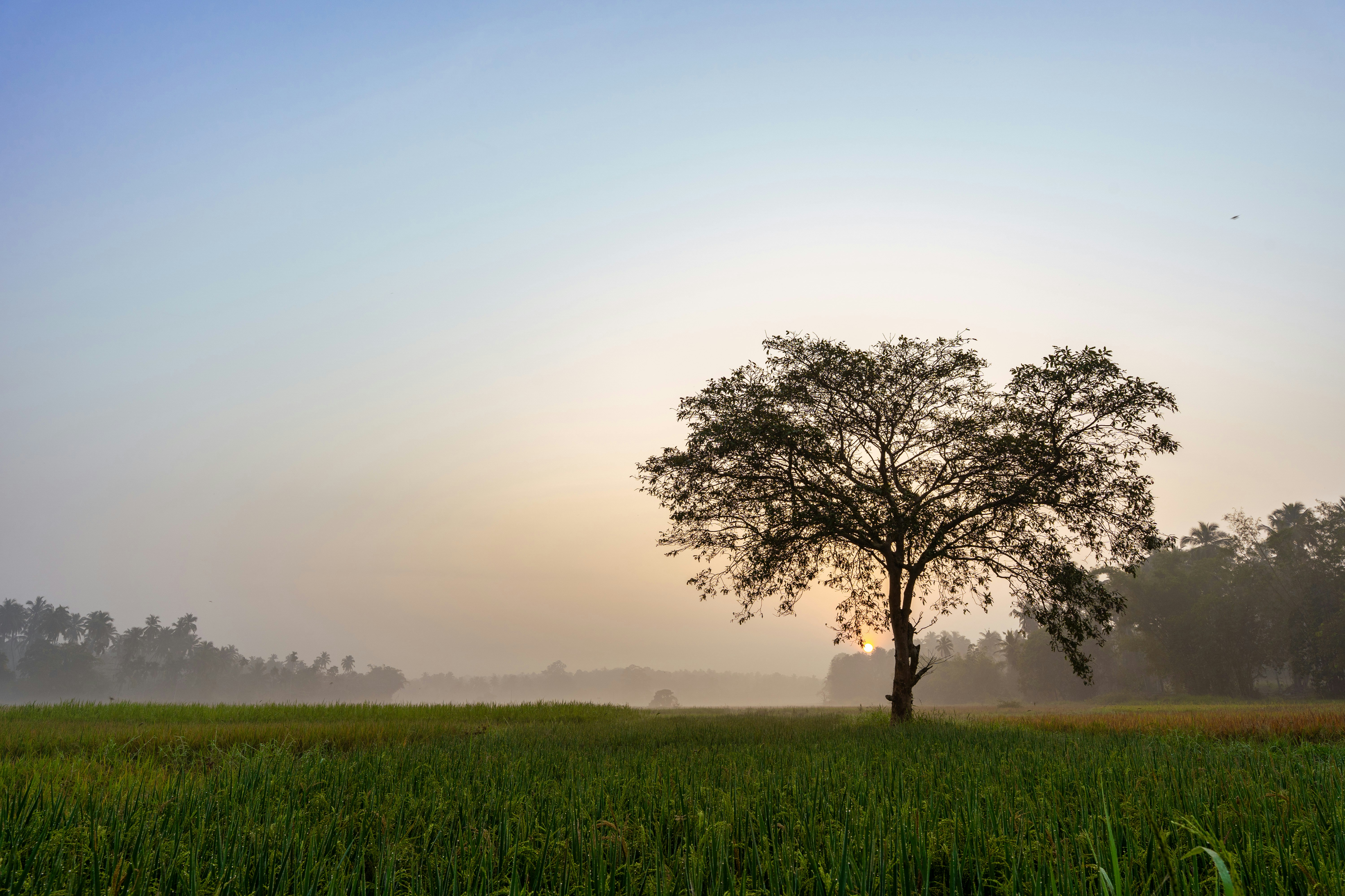 Solitary Tree at Dawn over a Field