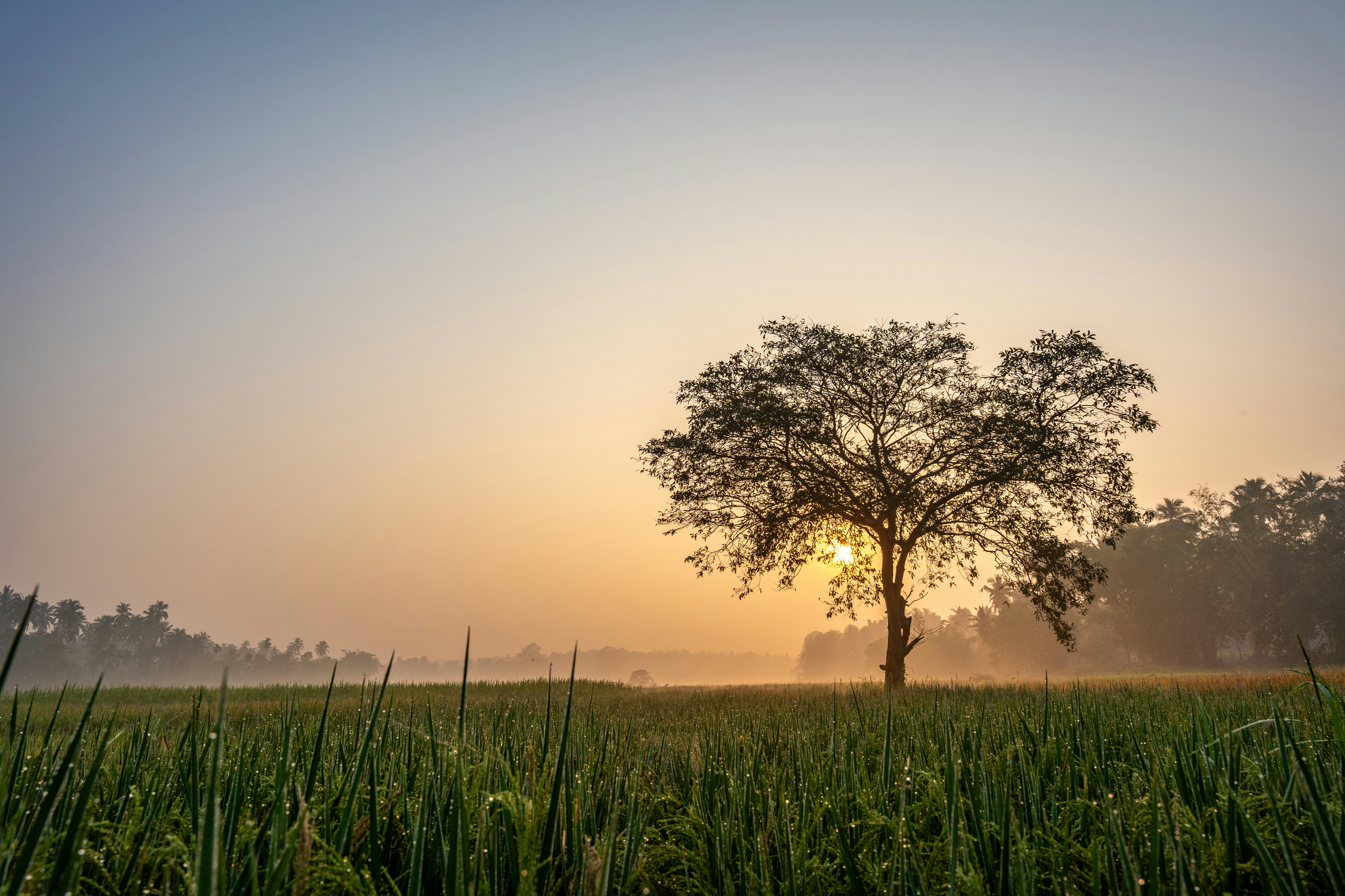 Solitary Tree at Dawn: A Quiet Horizon