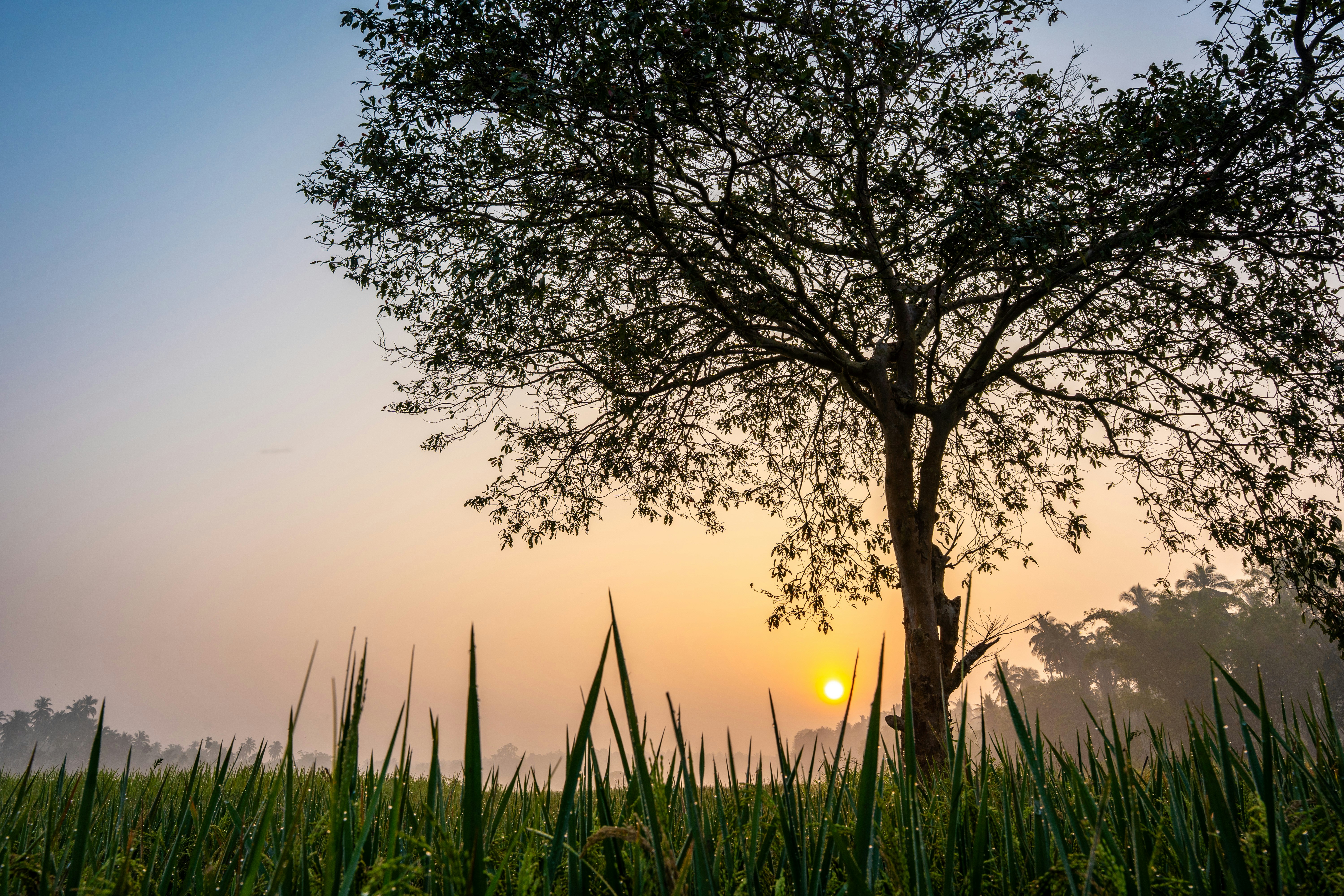 Sunrise Silhouette: Tree Framing a Quiet Field