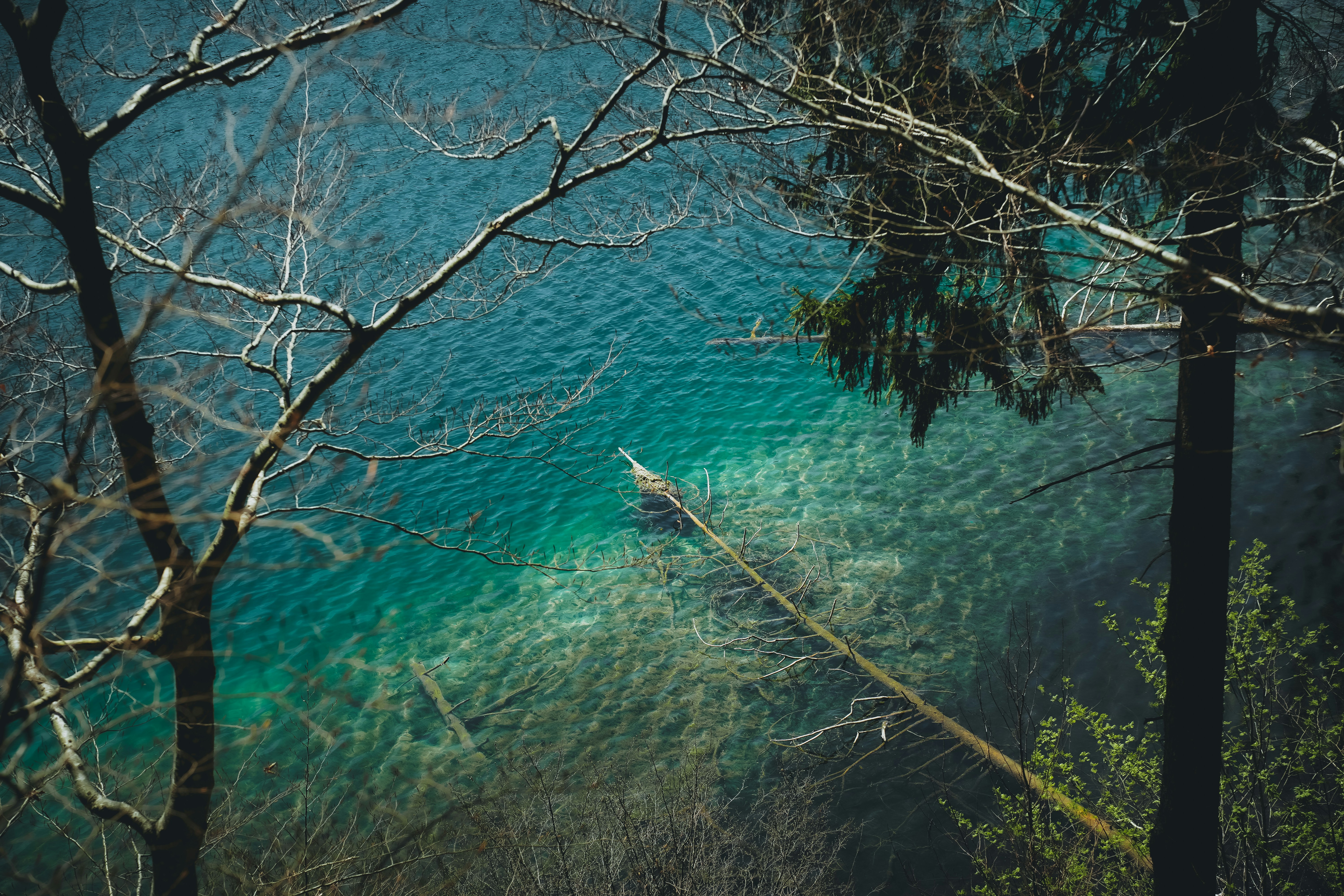 Emerald Waters glimpsed through skeletal branches