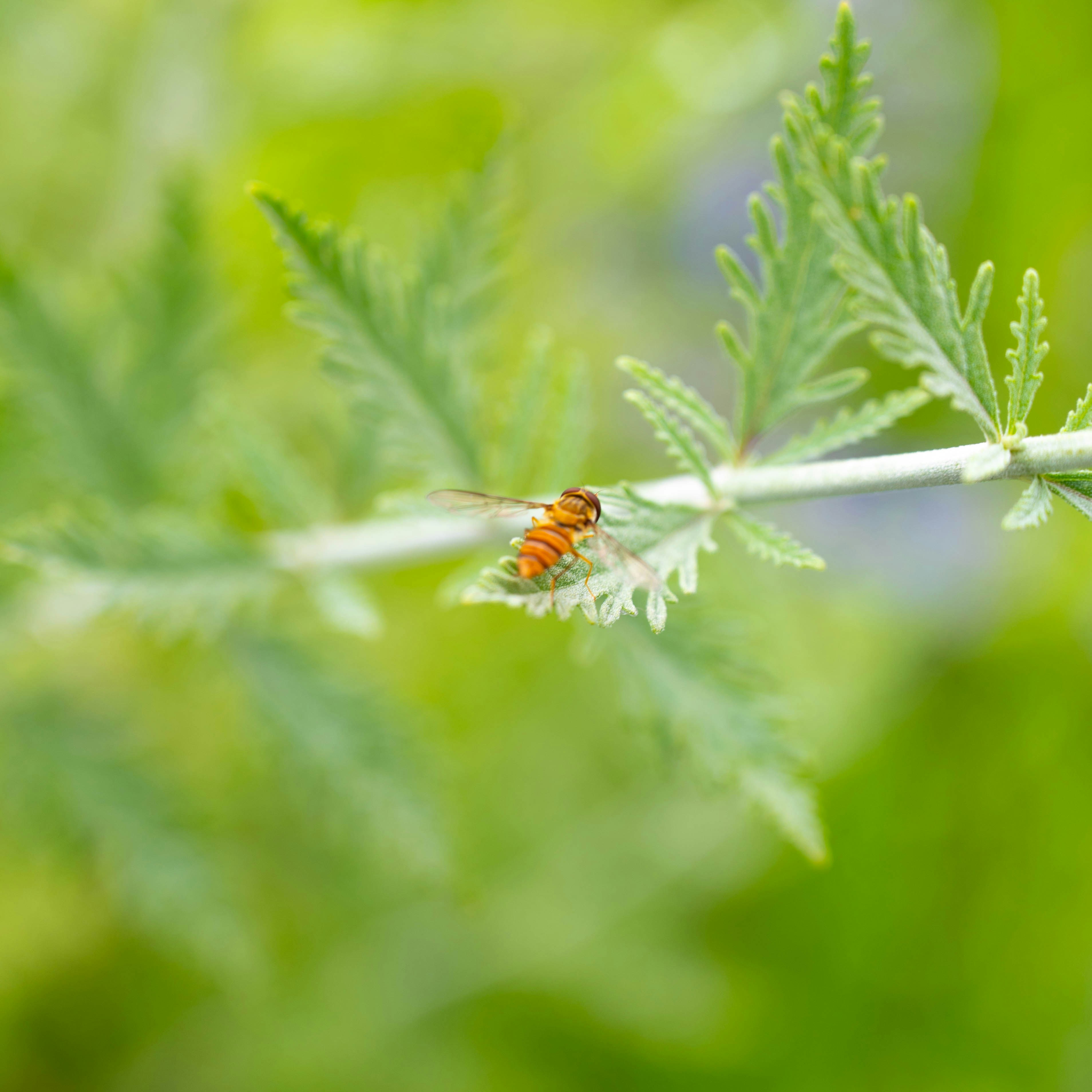 Scarlet hover: a tiny hoverfly on a fern frond