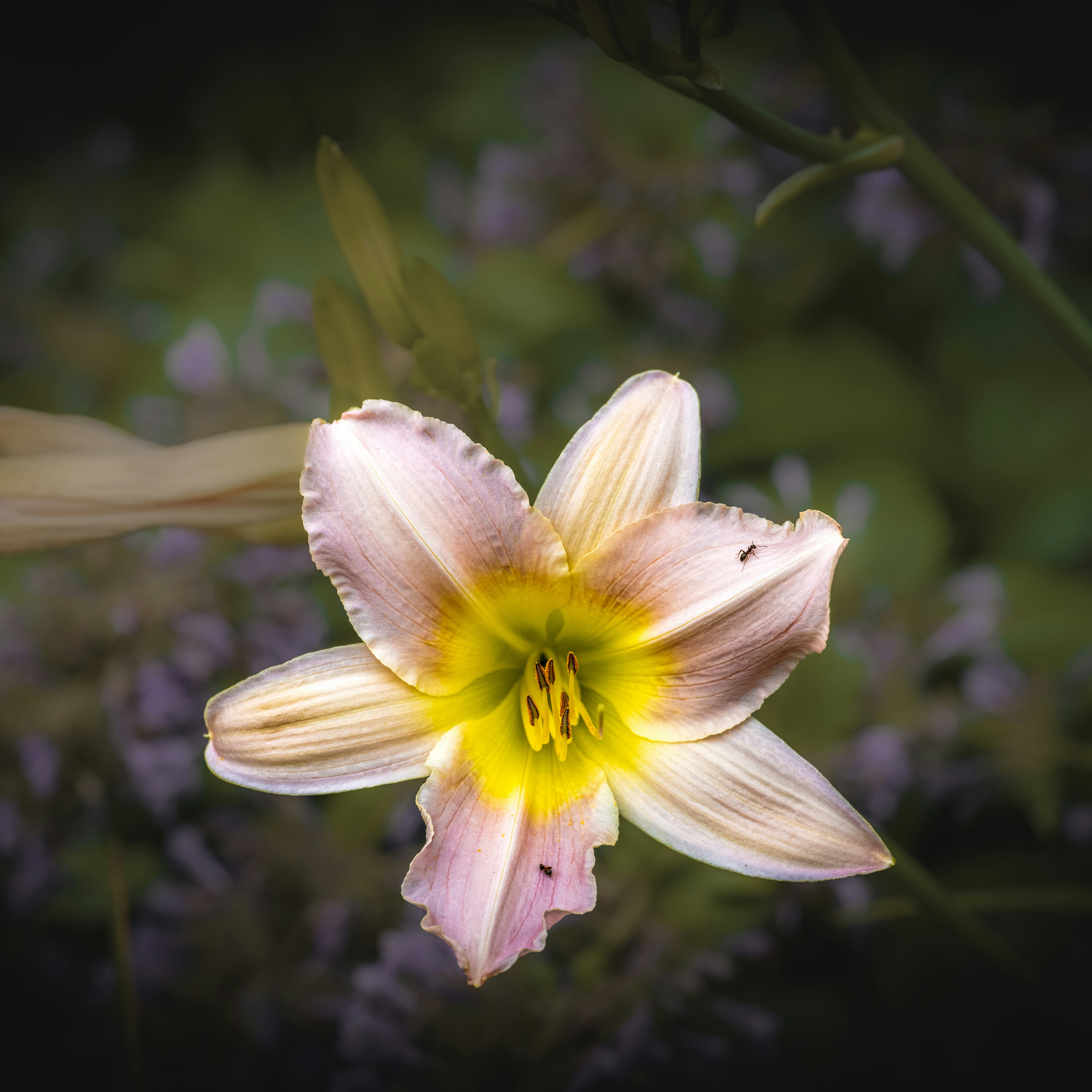 A beautiful pink and yellow flower with a dark background.